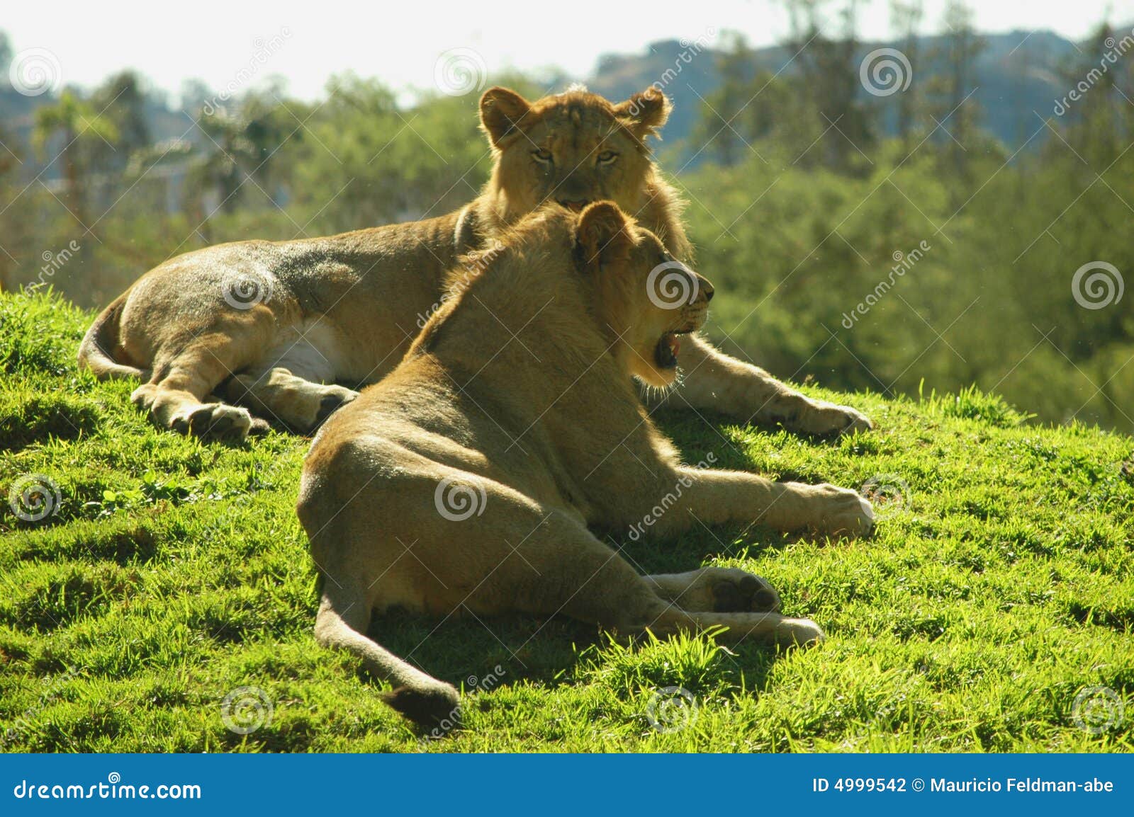 Two Lions stock photo. Image of africa, coat, paws, purr - 4999542