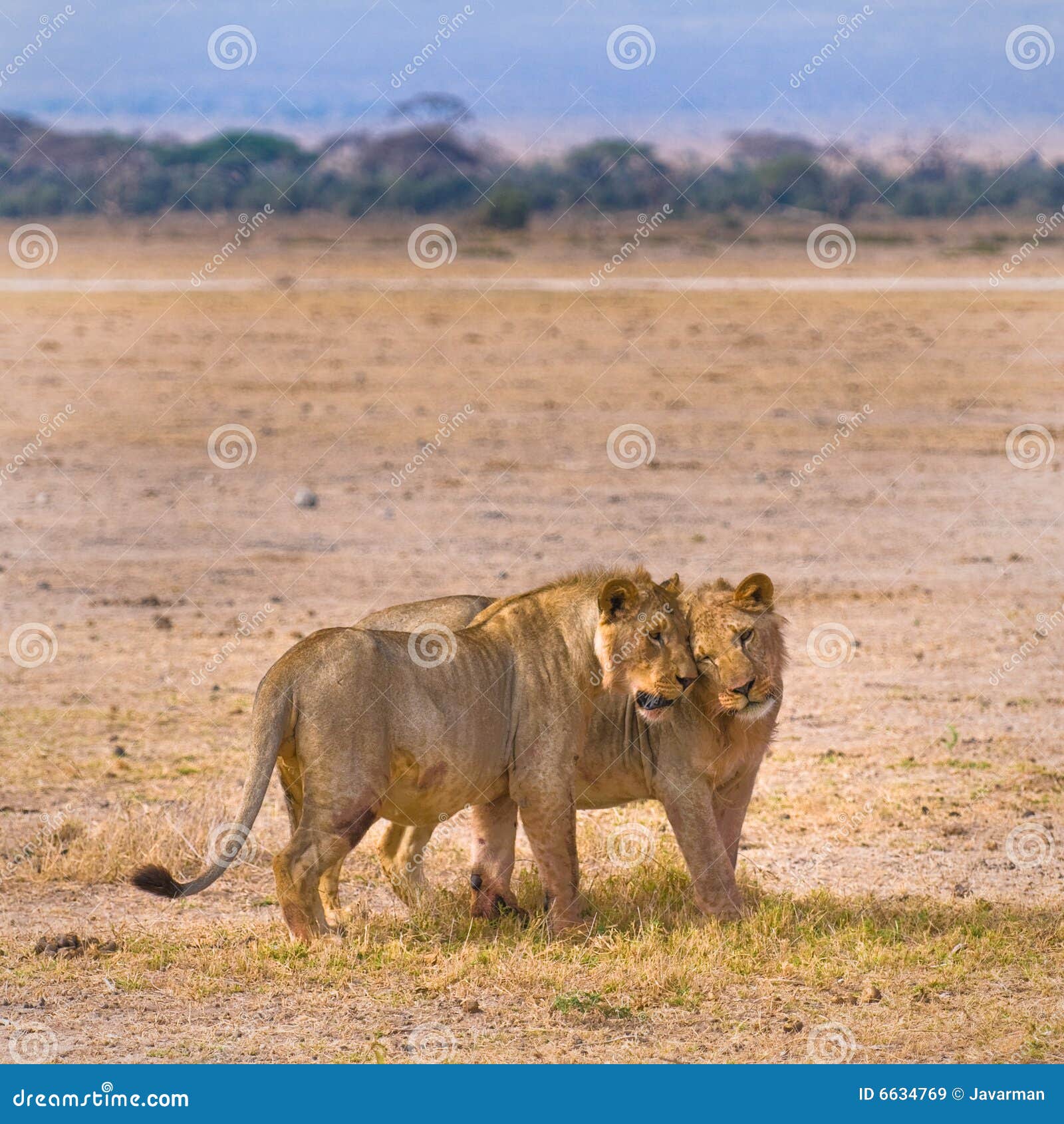 Two lions stock image. Image of kenya, female, beauty - 6634769
