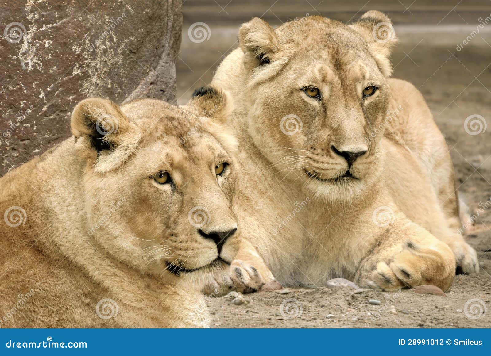Two Lions, Both in Sharp Focus Stock Photo - Image of strong, face ...