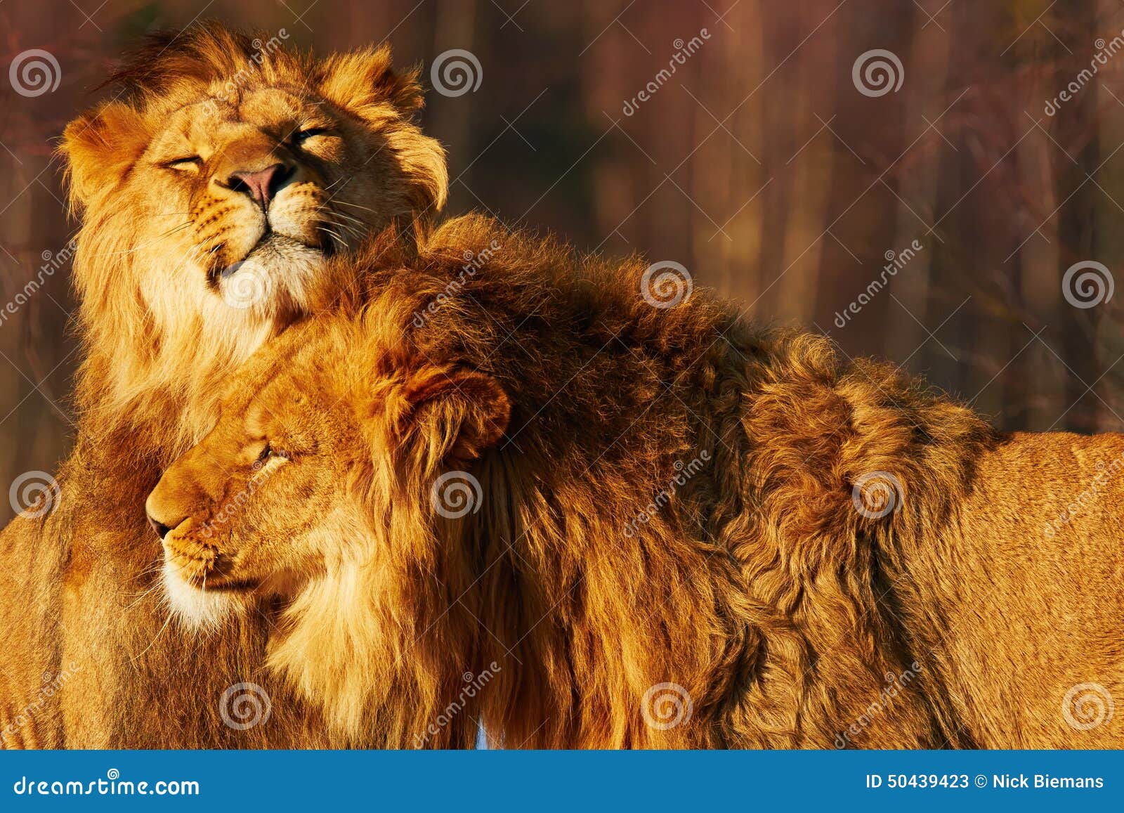 Two lions close together stock image. Image of wood, male - 50439423