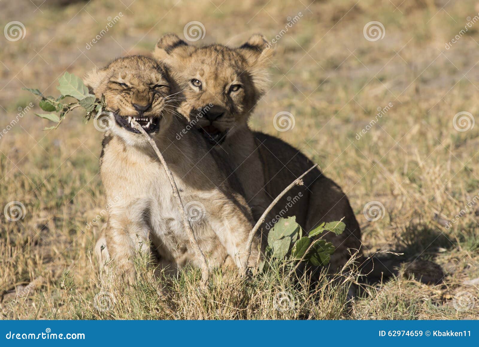 Two lions cubs playing. stock image. Image of dramatic - 62974659