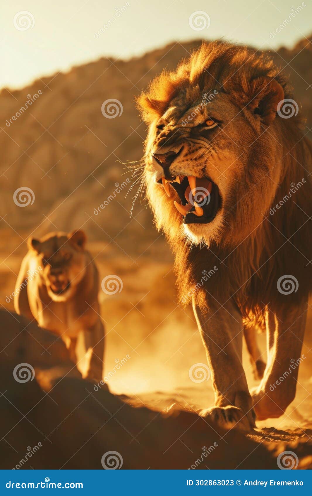 Two Lions Fighting Against Each Other at Sunset Stock Illustration ...