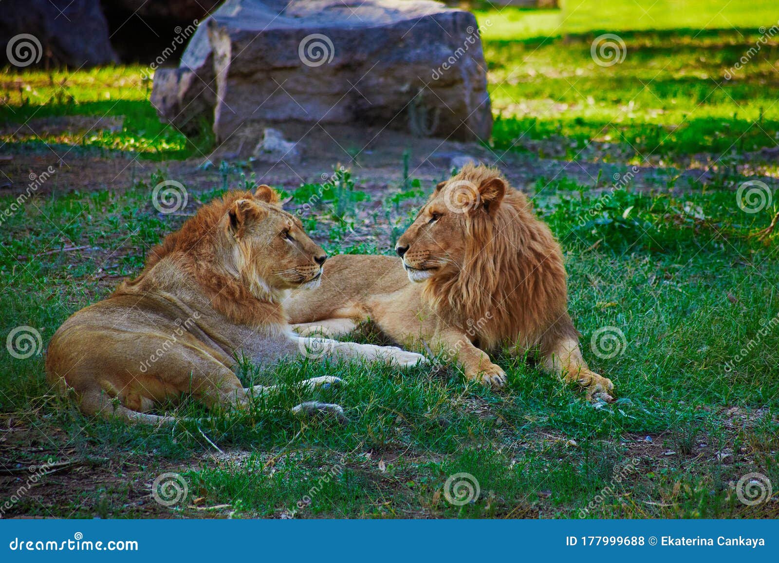 Two Lions Looking Each Other Stock Photo - Image of hunting, predator ...
