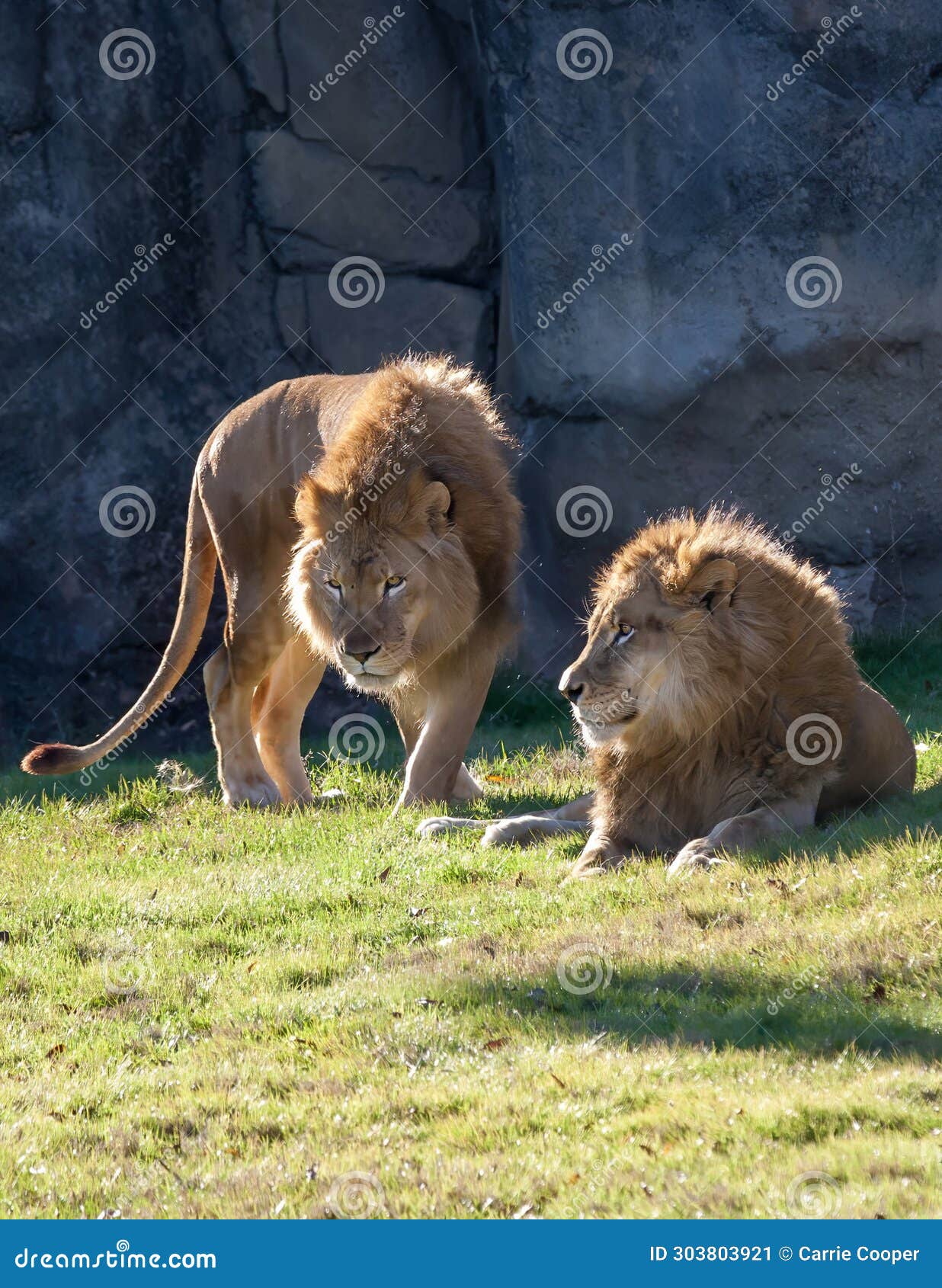 Two Lions stock image. Image of lion, mammal, rock, nature - 303803921