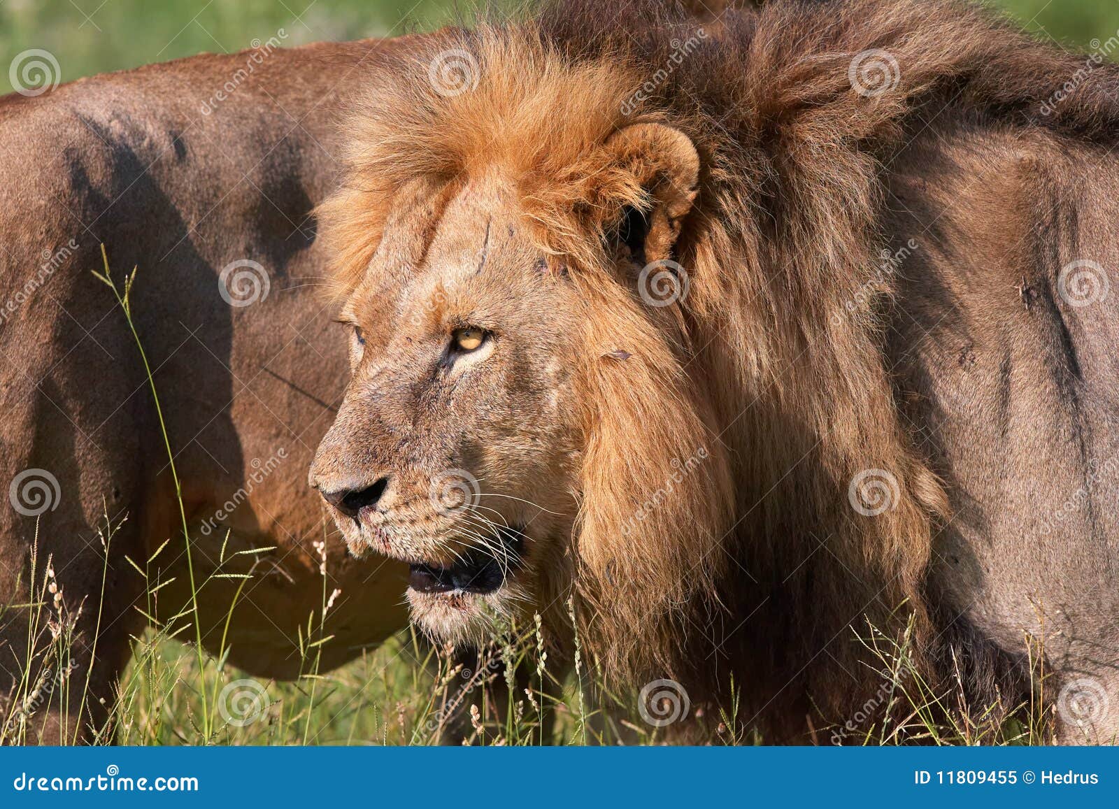 Two Lions (panthera Leo) Close-up Stock Image - Image of predator ...