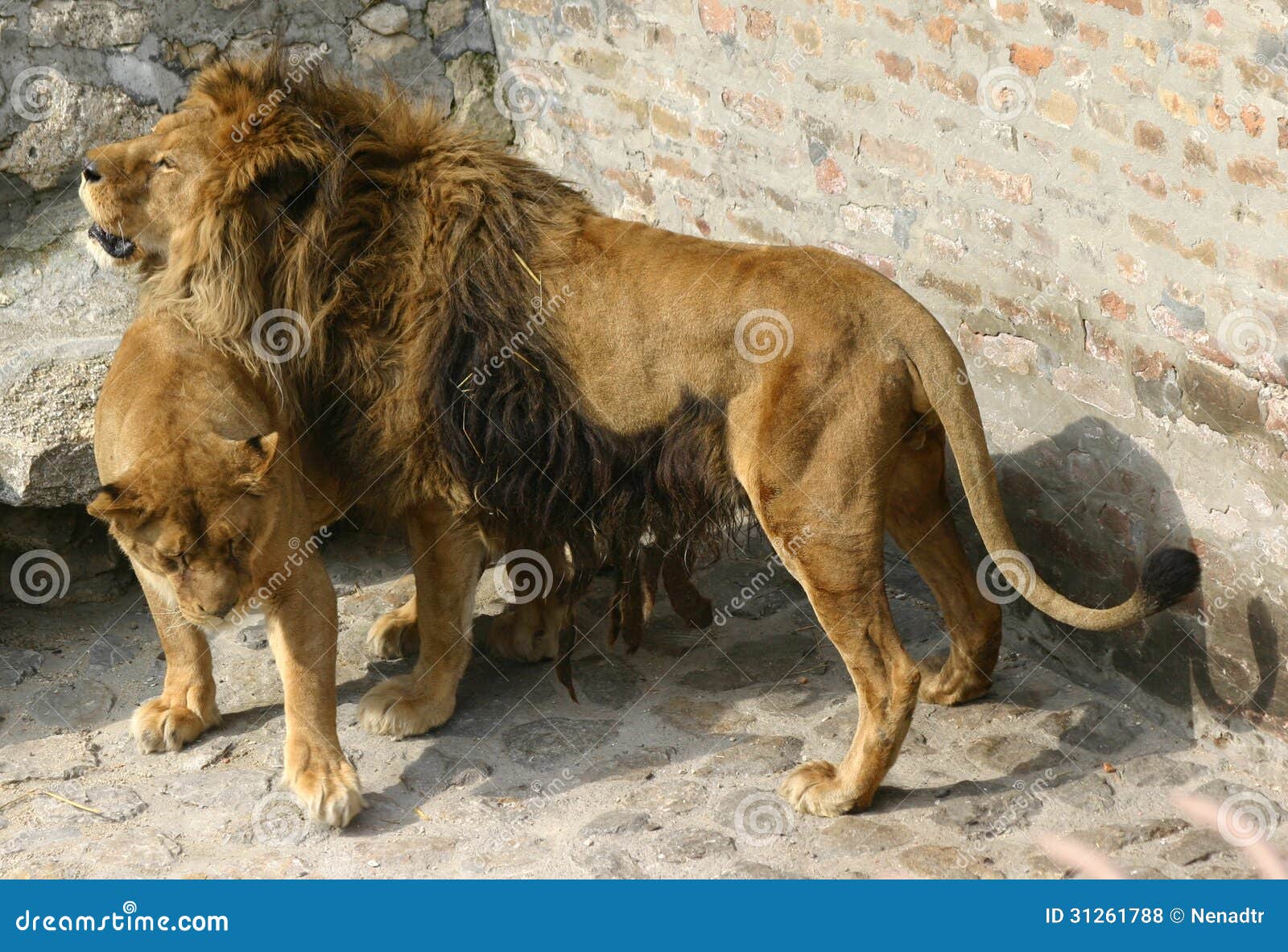 Two lions stock photo. Image of male, mammal, lioness - 31261788