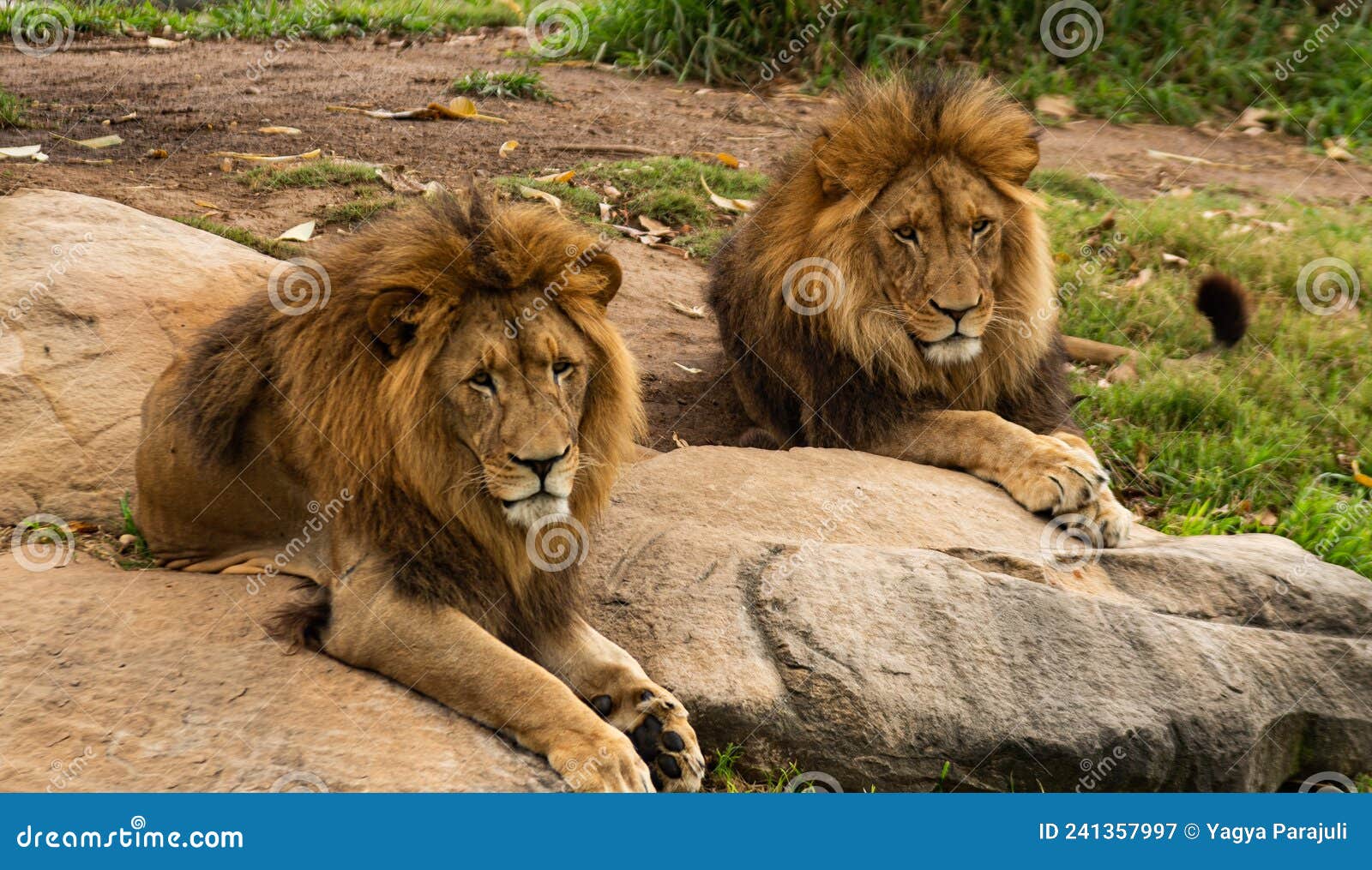 Two lions are sitting stock image. Image of large, isolated - 241357997