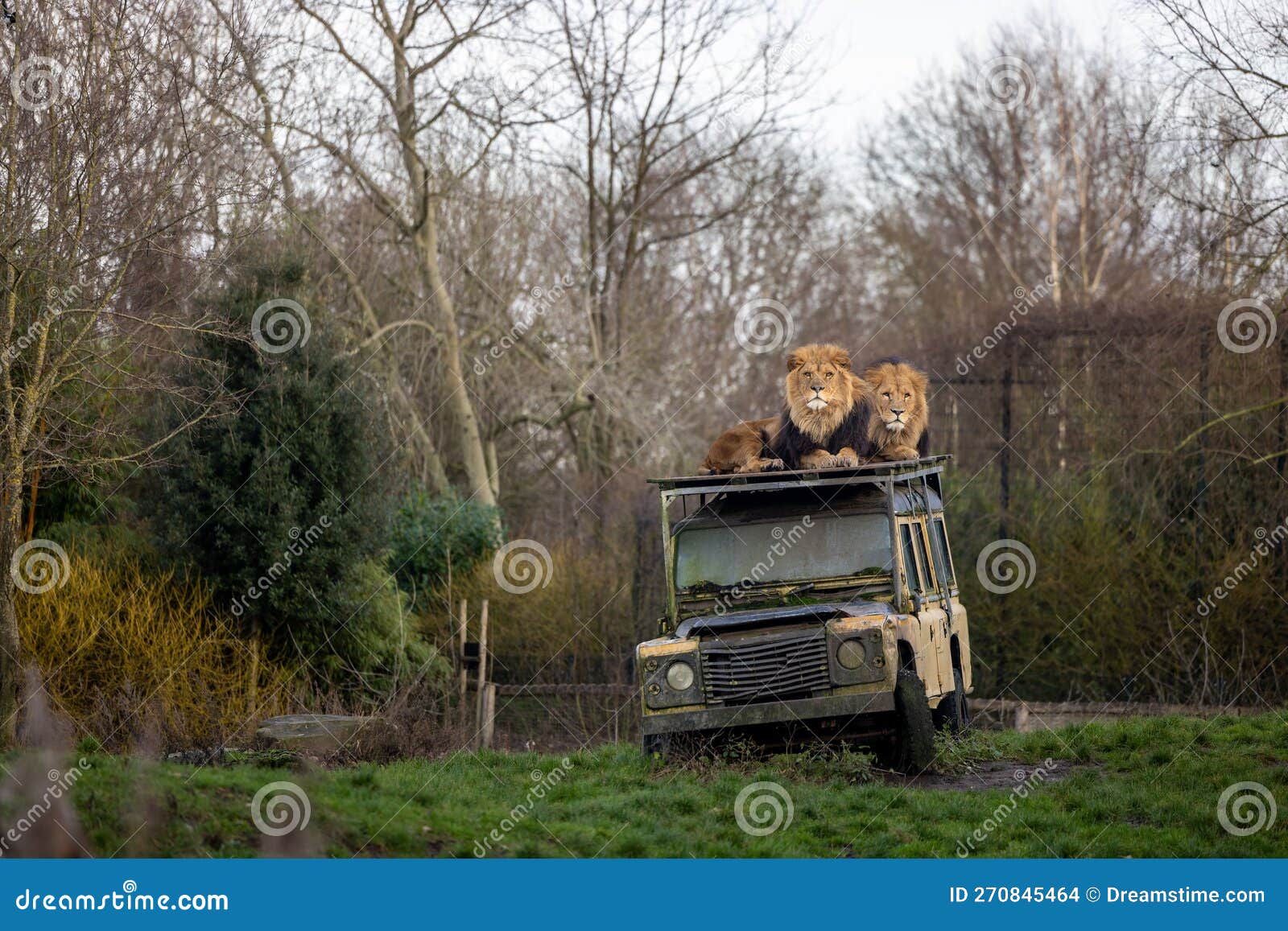 Two Lions on Top of a Vehicle with Trees in the Background Stock Photo ...