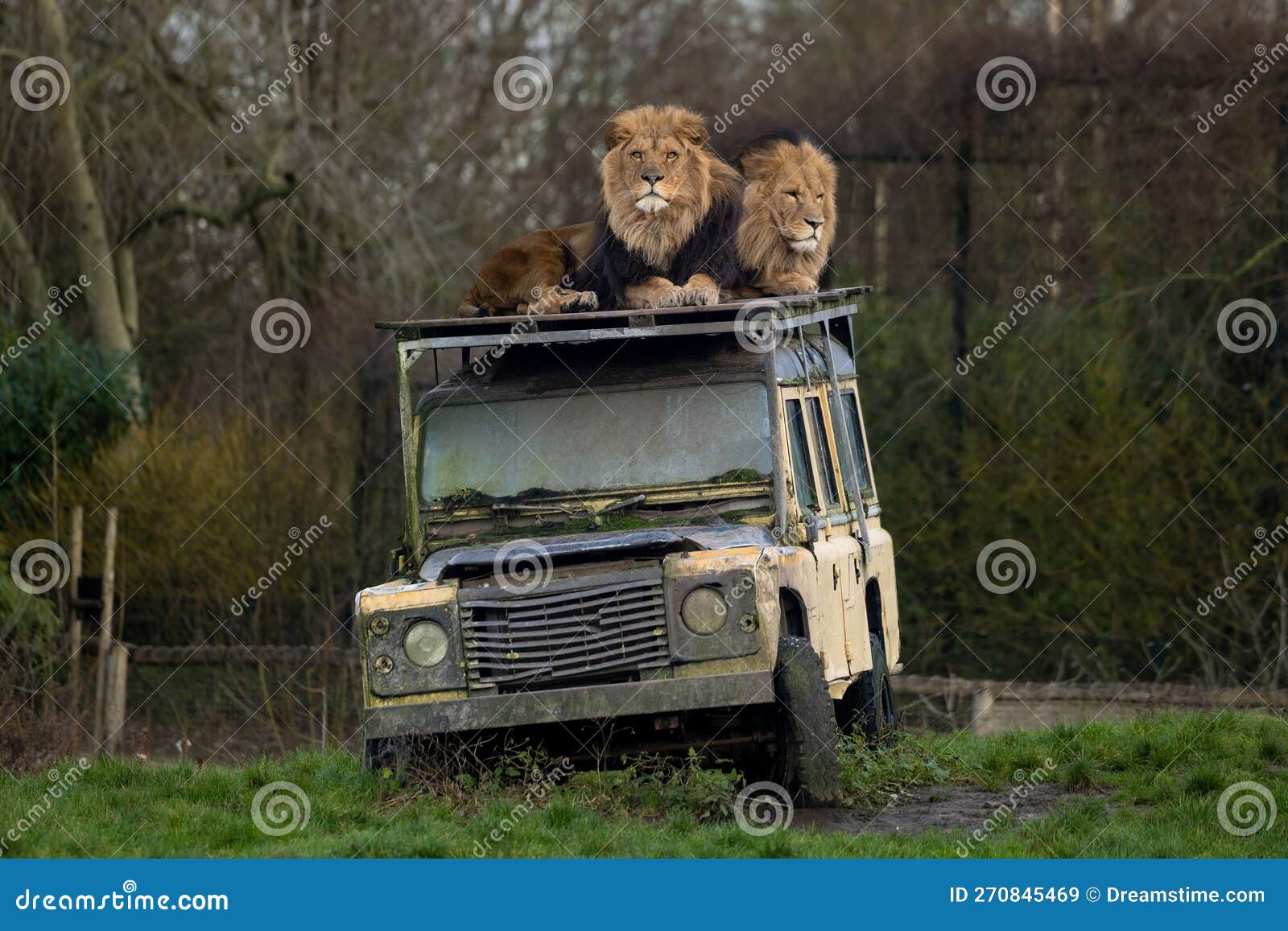 Two Lions on Top of a Vehicle with Trees in the Background Stock Image ...