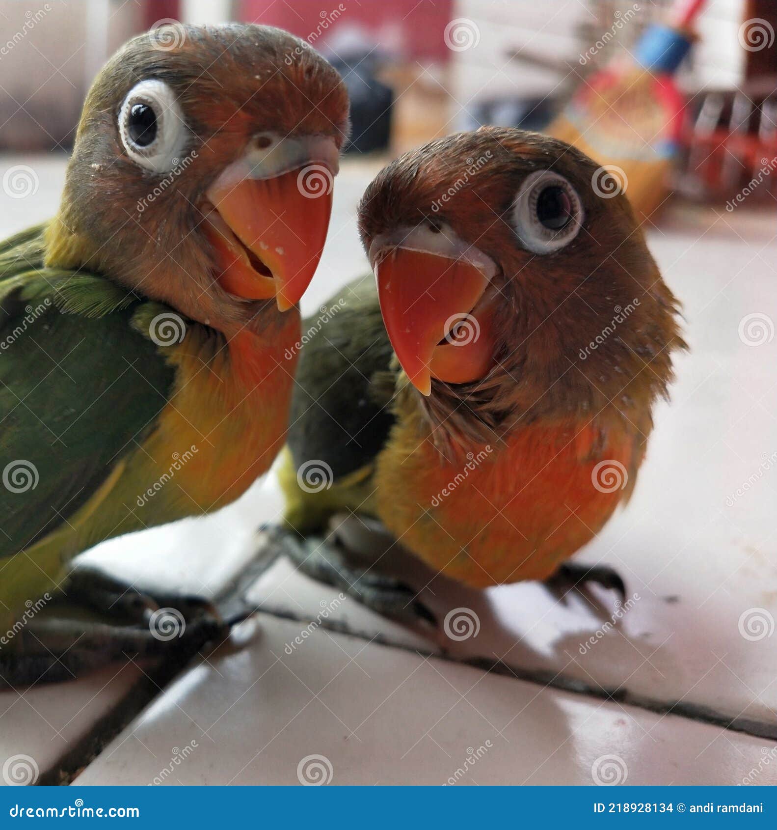 Two Litlle bird cute stock photo. Image of bird, love - 218928134