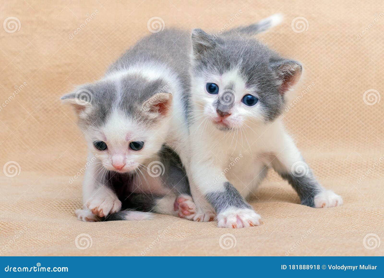 Two Little Adorable Kittens are Playing. Photo of Kittens in the Studio ...