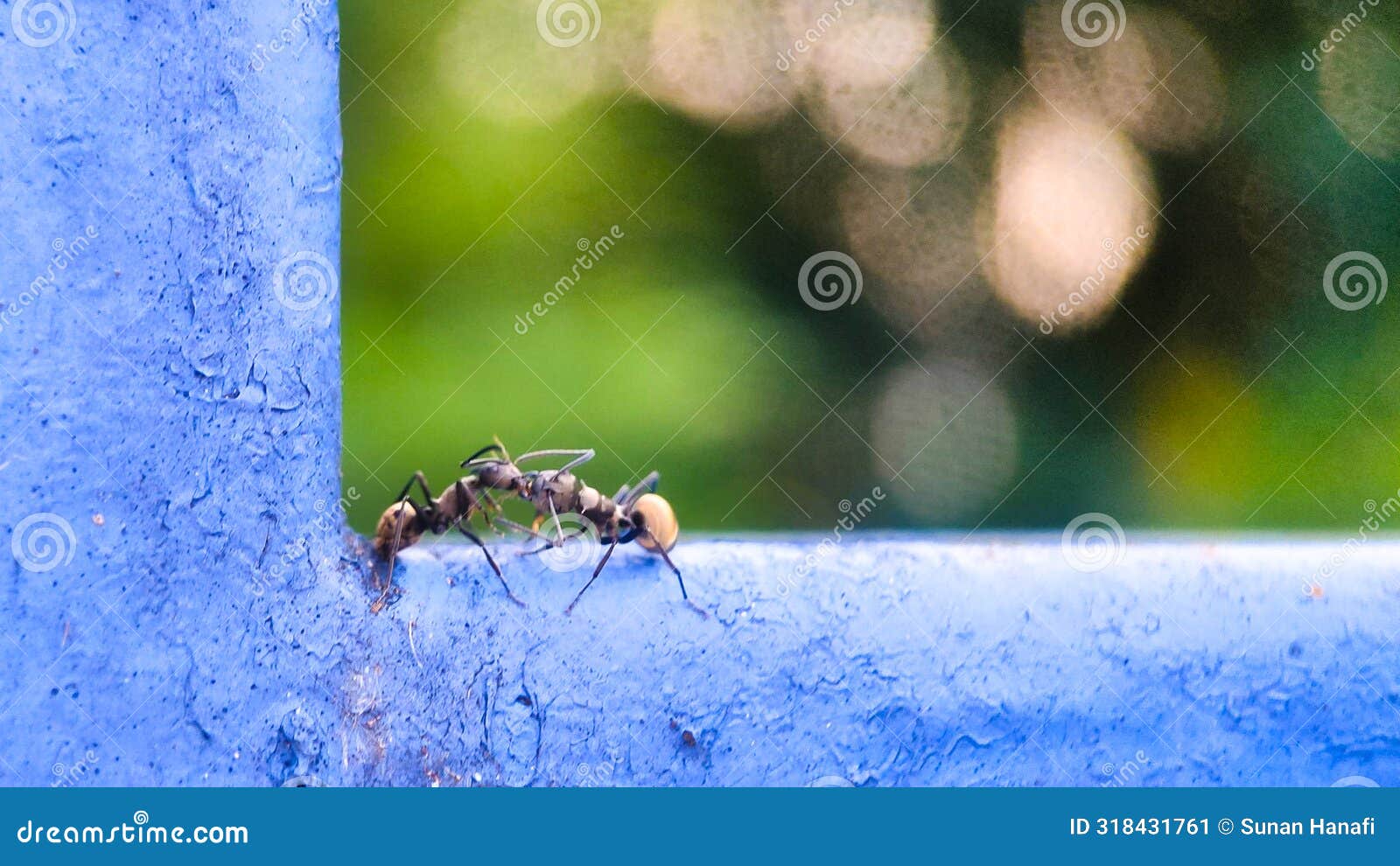 Two Little Ants stock image. Image of interaction, animals - 318431761