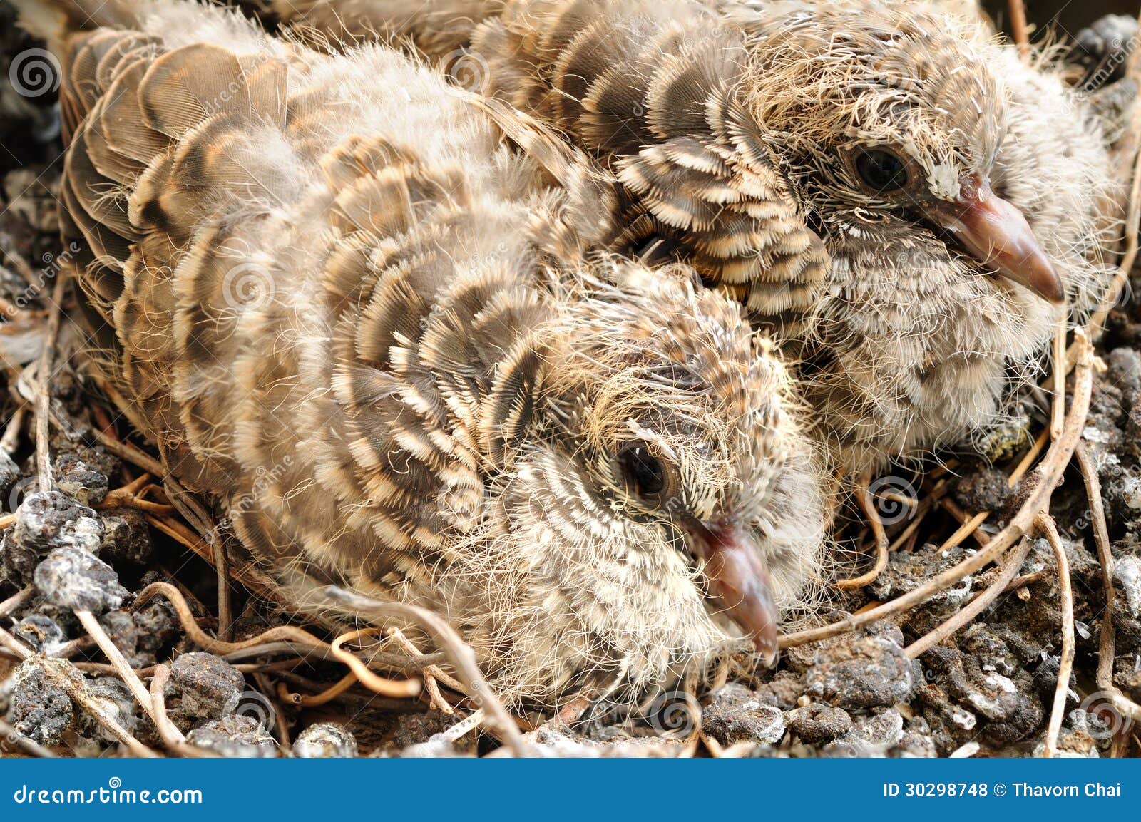 Little baby doves stock photo. Image of born, incubator - 30298748