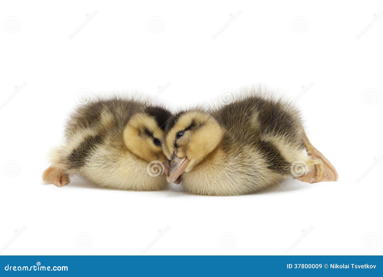 Two Little Baby Ducks stock image. Image of brother, wing - 37800009
