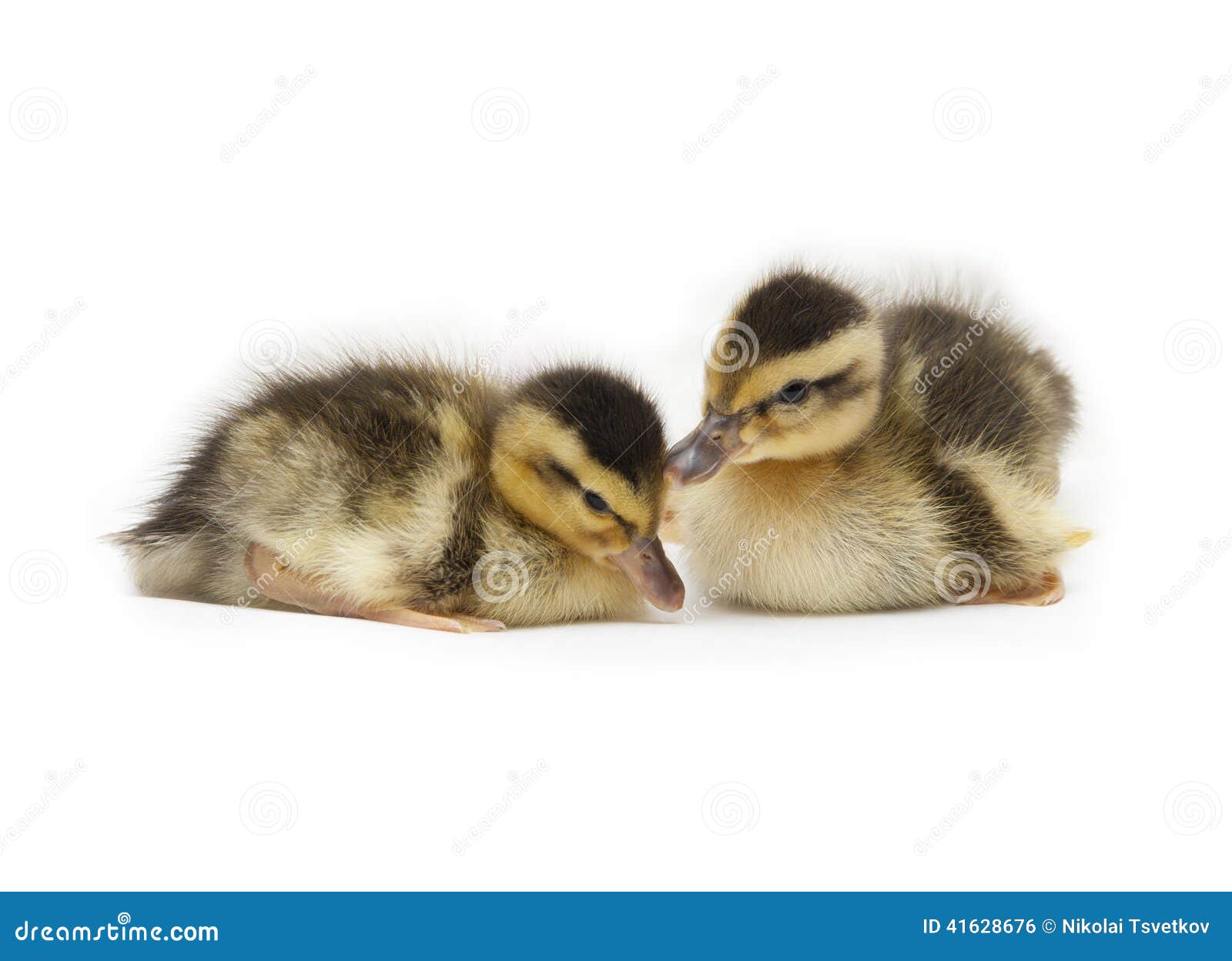 Two Little Baby Ducks stock photo. Image of ducky, newborn - 41628676