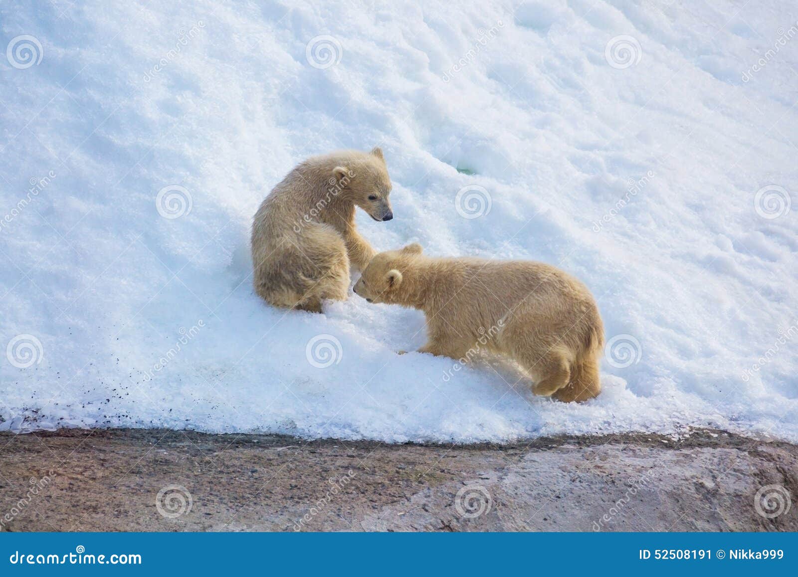 Two little bears stock image. Image of family, furskin - 52508191