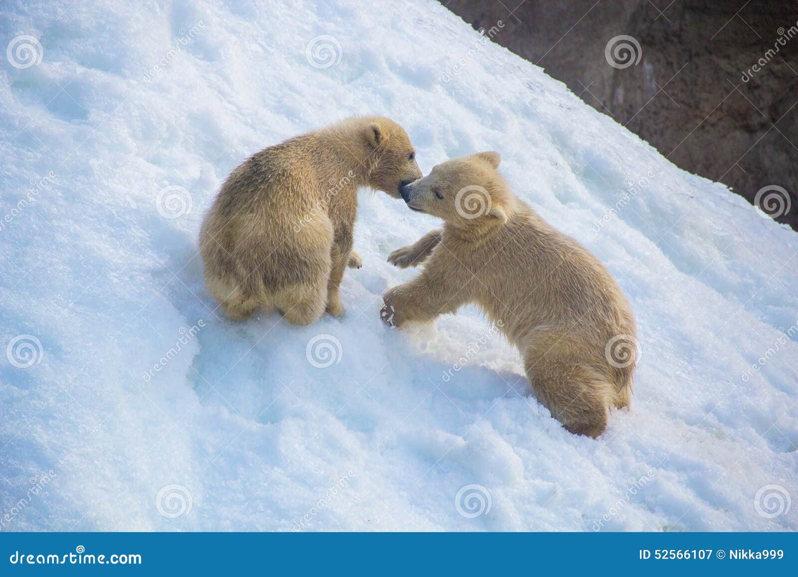 Two little bears stock image. Image of dirty, mammal - 52566107