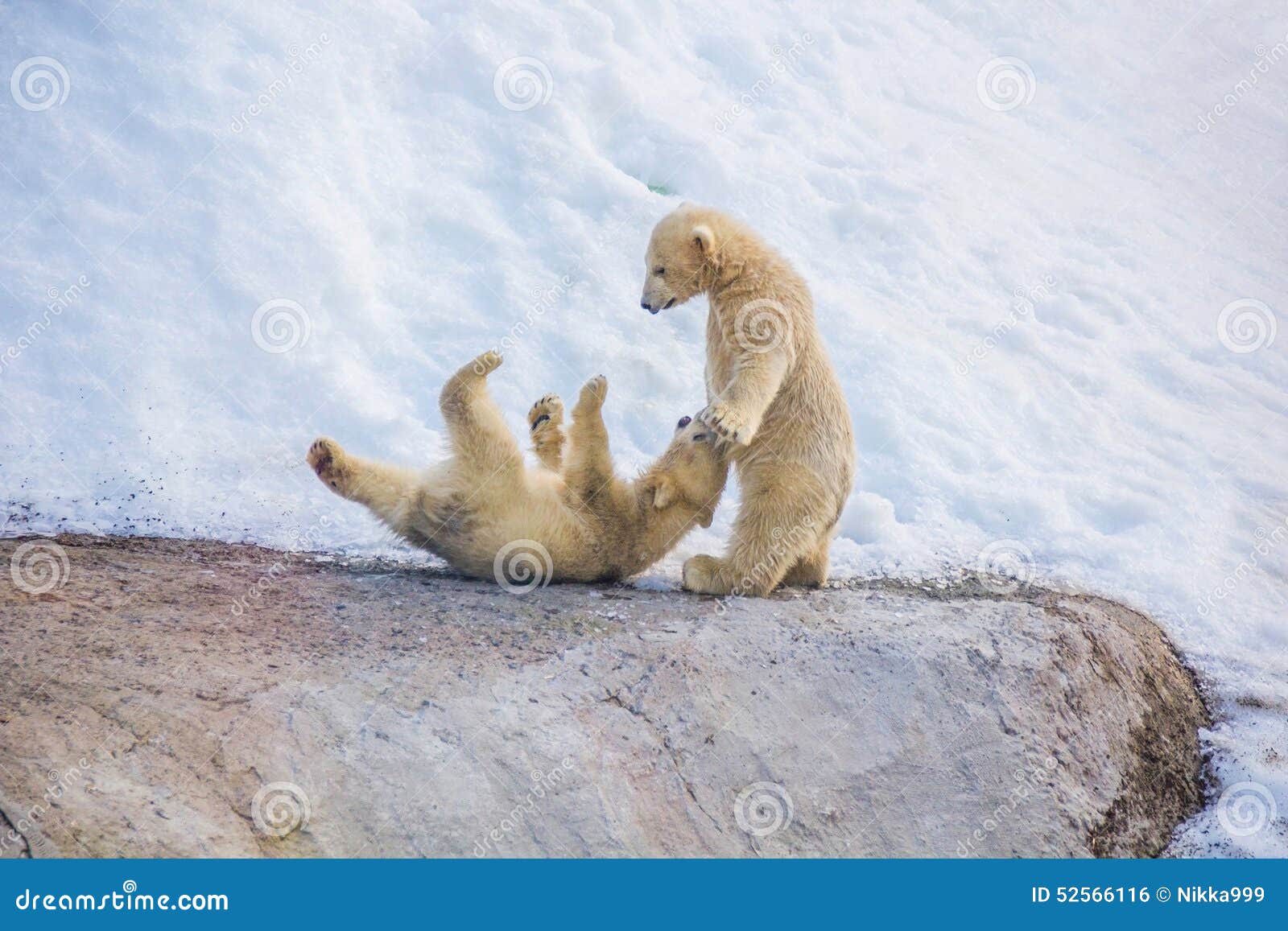 Two little bears stock photo. Image of mammal, play, bear - 52566116