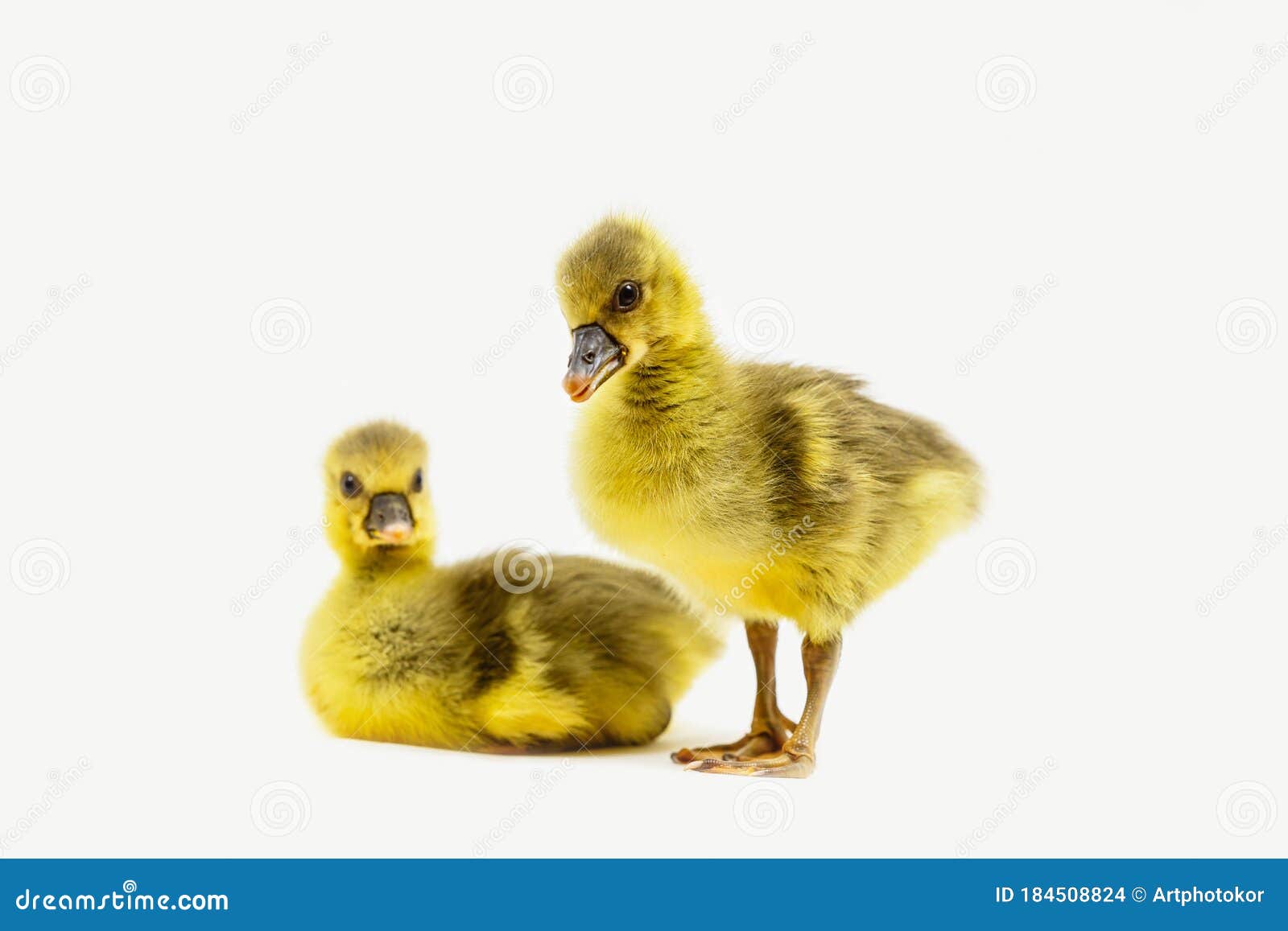 Two Little Beautiful Duckling Stand On A White Background Royalty-Free ...