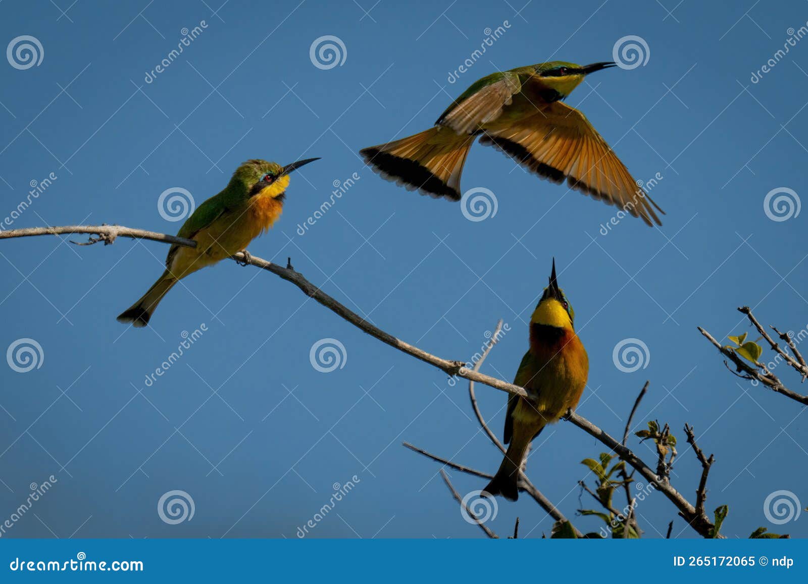 Two Little Bee-eaters Watch Another Flying Overhead Stock Image - Image ...