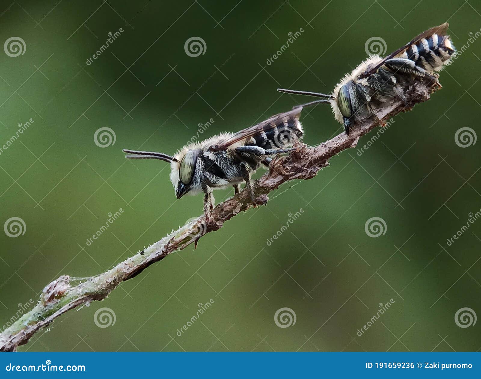 Two little bee stock photo. Image of branch, wing, insect - 191659236