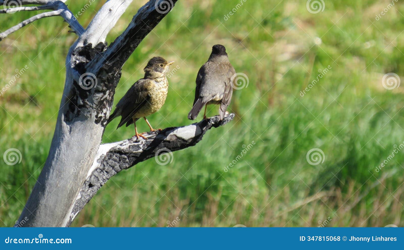 Two little birds in a tree stock photo. Image of birds - 347815068
