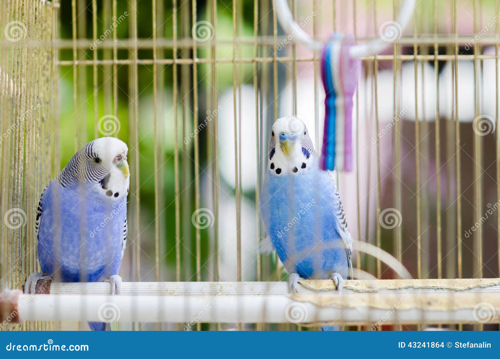 Blue Parotts Stock Photos - Free & Royalty-Free Stock Photos from ...