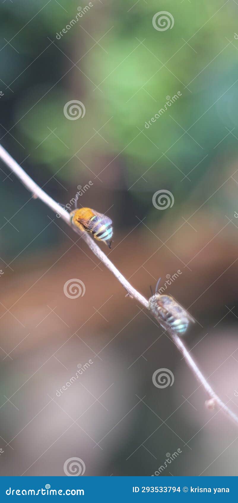 Two Little Blue Strips Bees Stock Photo - Image of bees, strips: 293533794