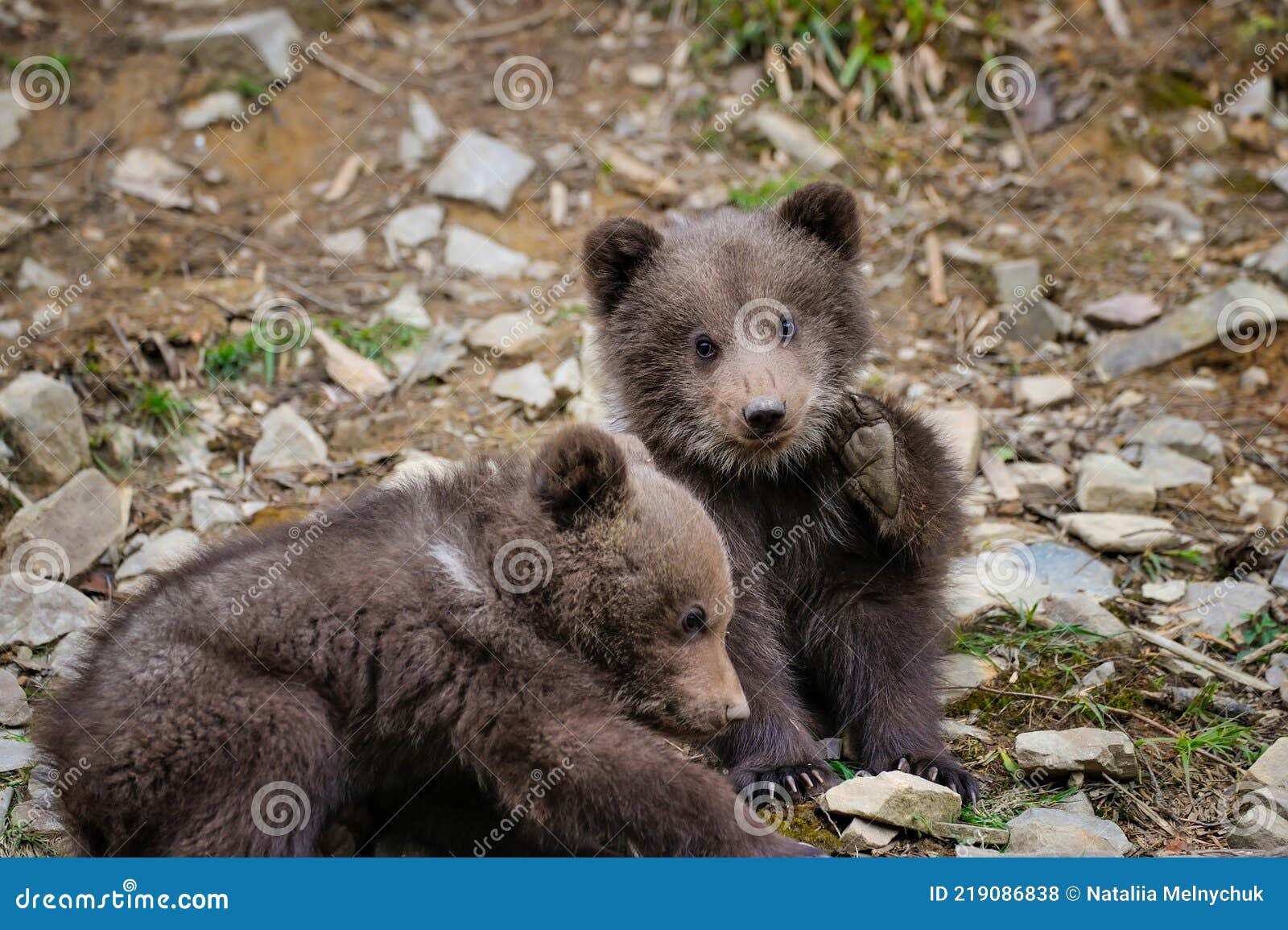 Two Little Brown Bear Cub on the Edge of the Forest Stock Photo - Image ...