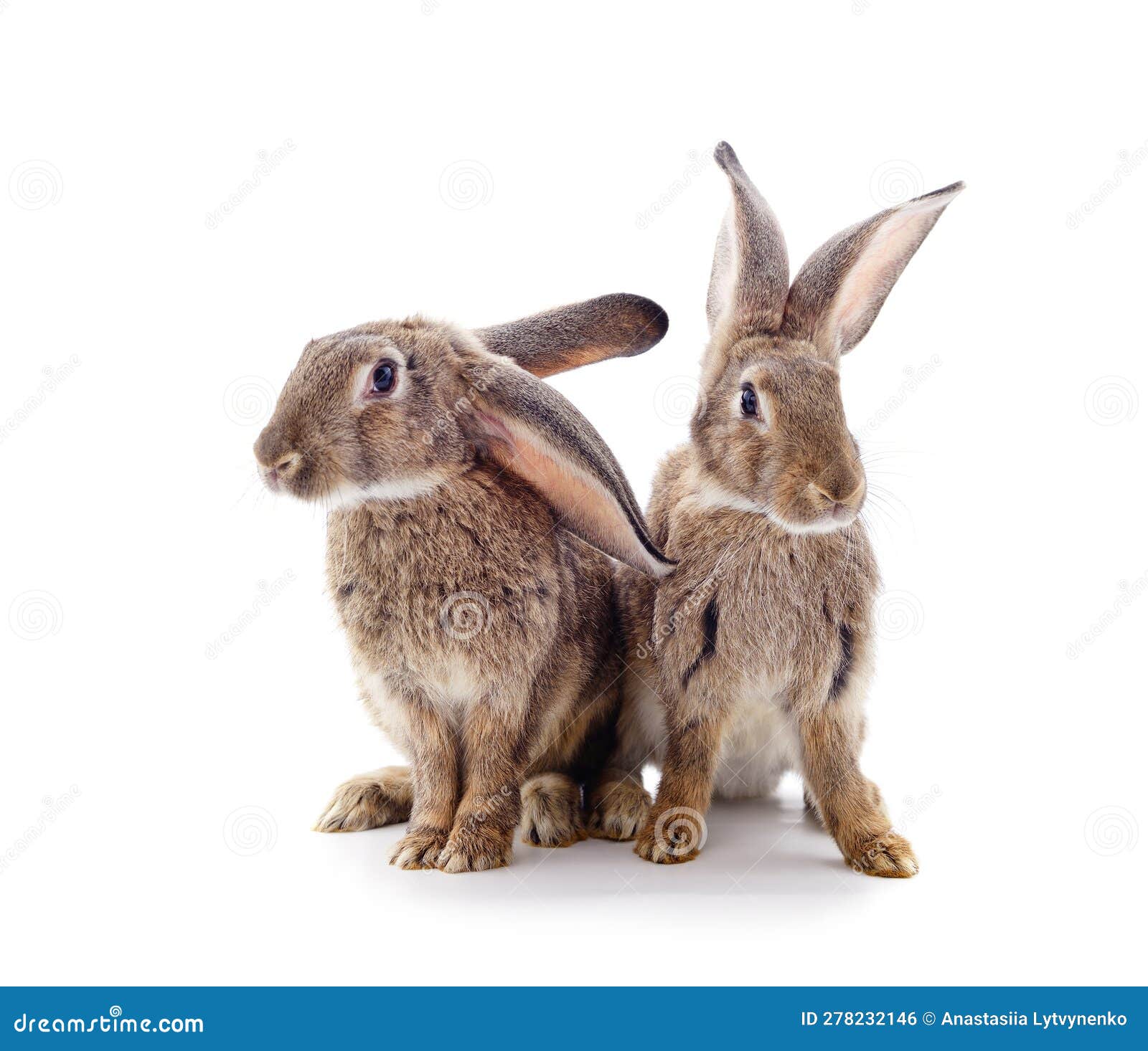 Two Little Brown Rabbits are Sitting Stock Photo - Image of coward ...