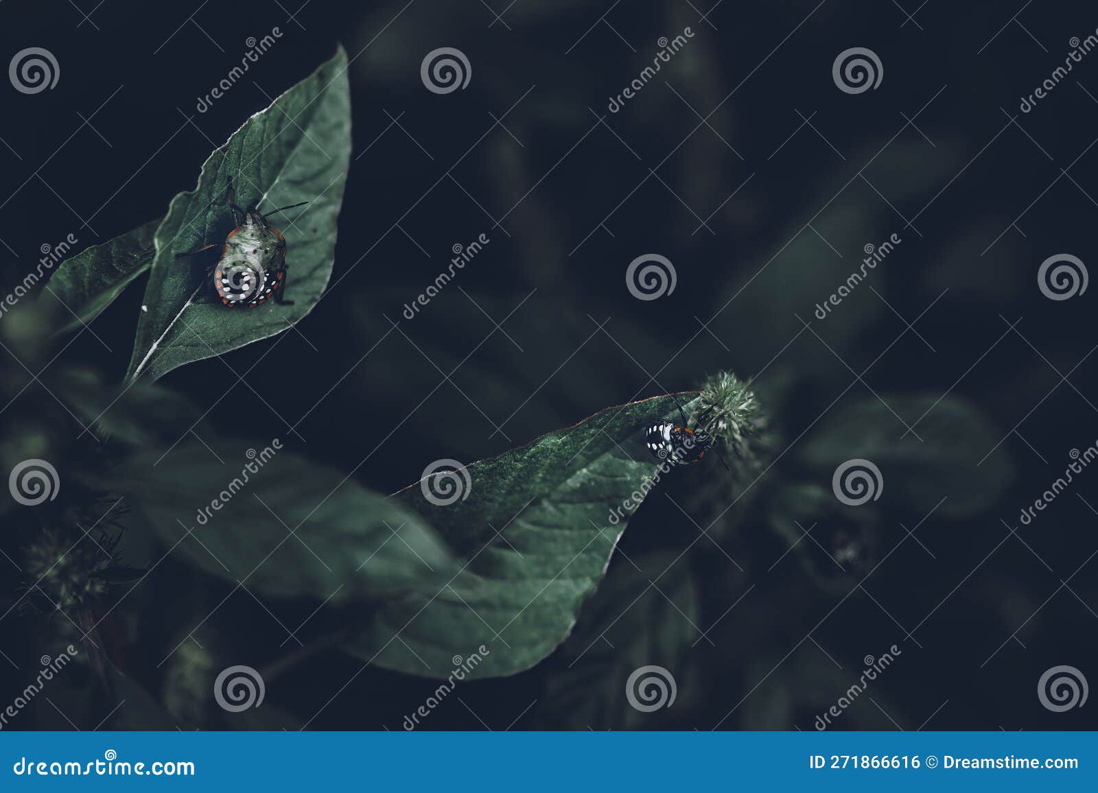 Two Little Bugs on Two Leaves Stock Photo - Image of outside, leaves ...
