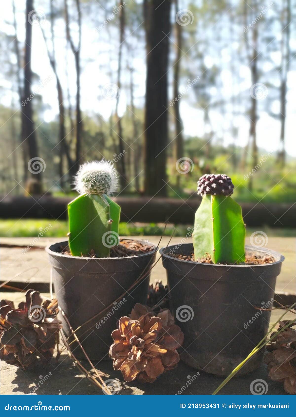 TWO LITTLE CACTUS with PINES Stock Image - Image of ranca, plants ...