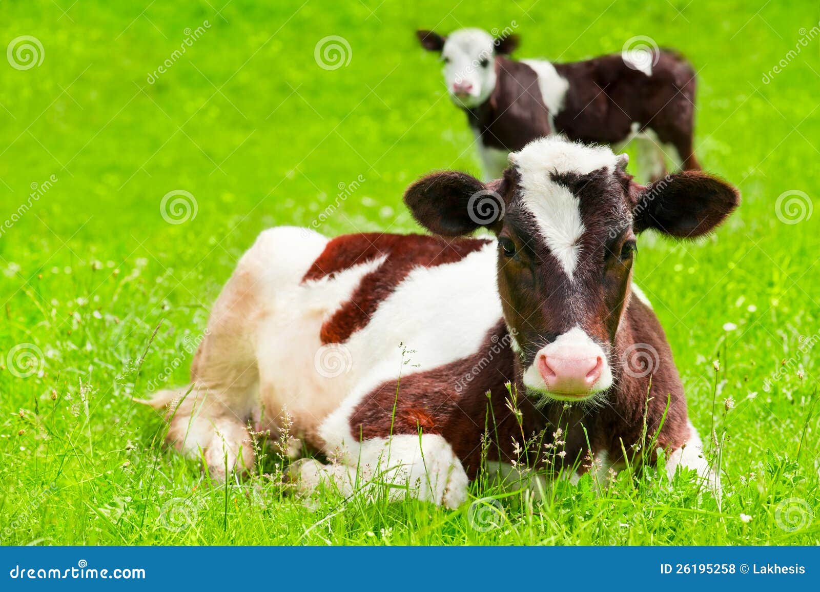 Two little calf on meadow stock photo. Image of meadow - 26195258