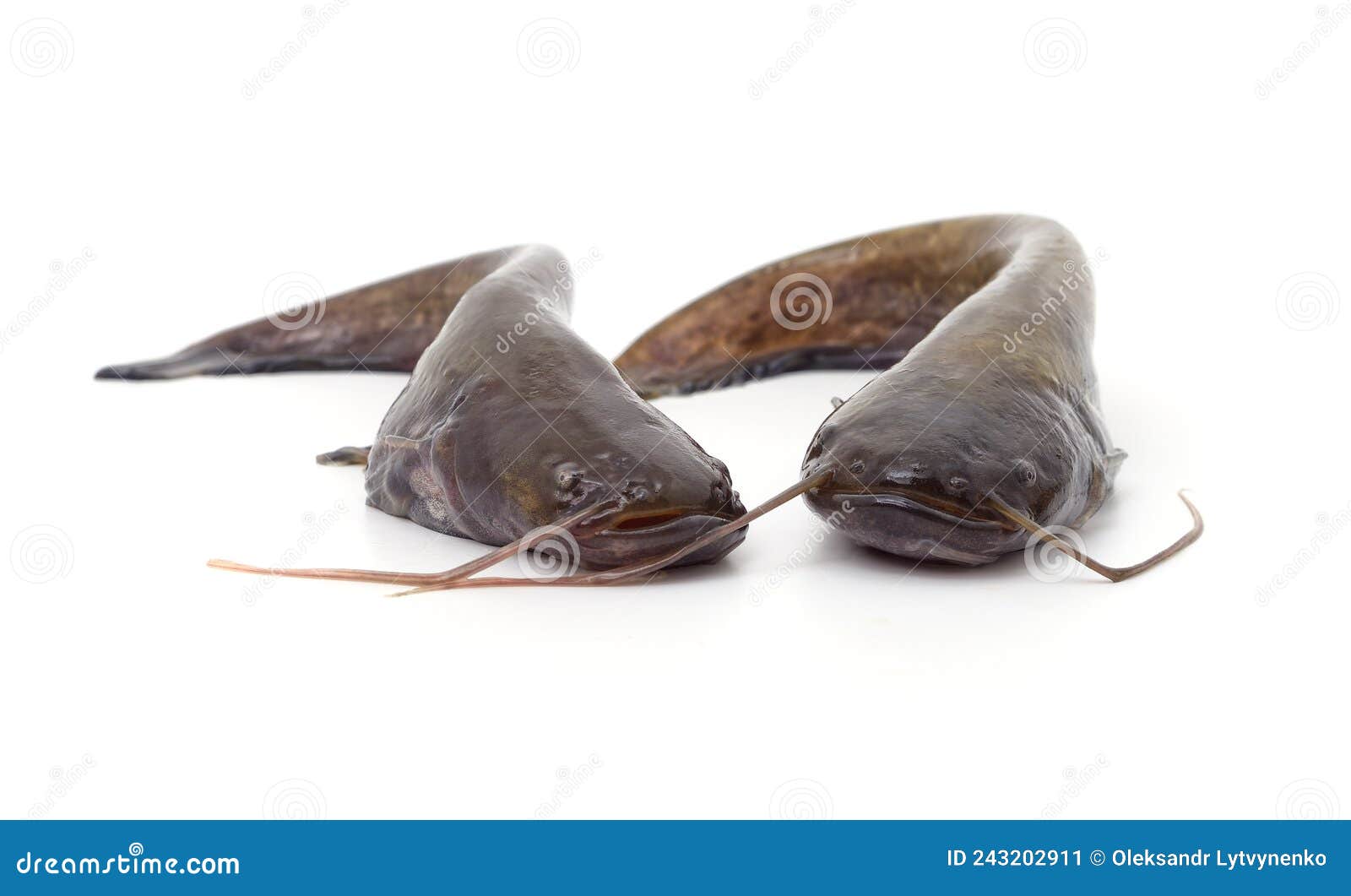 Two little catfish stock image. Image of catch, fishing - 243202911