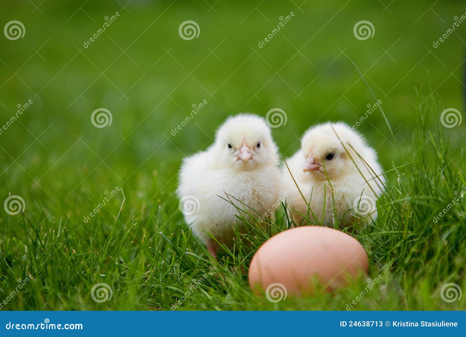 Two little chicken stock image. Image of green, small - 24638713