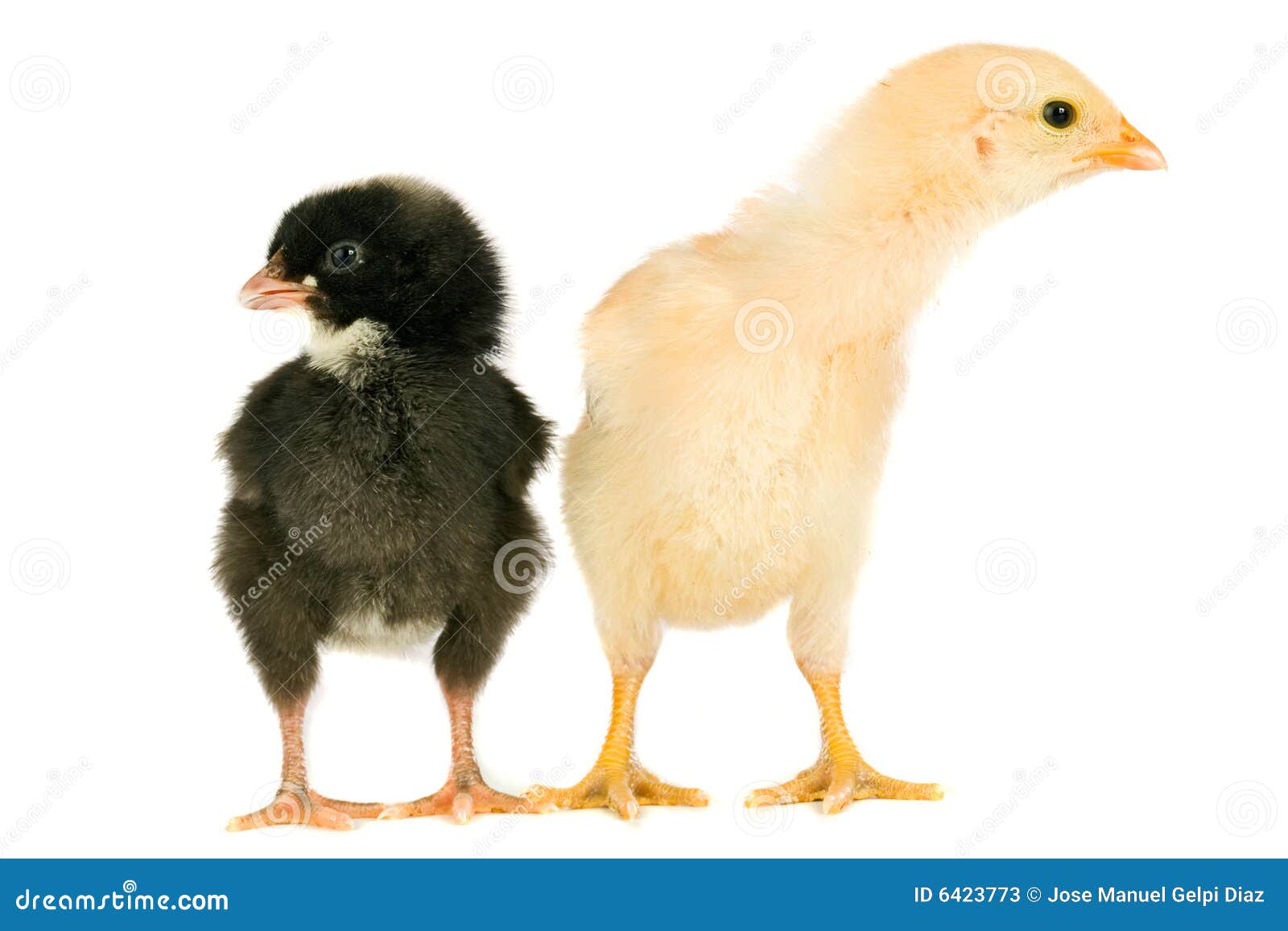 Two little chicken stock image. Image of funny, hatch - 6423773