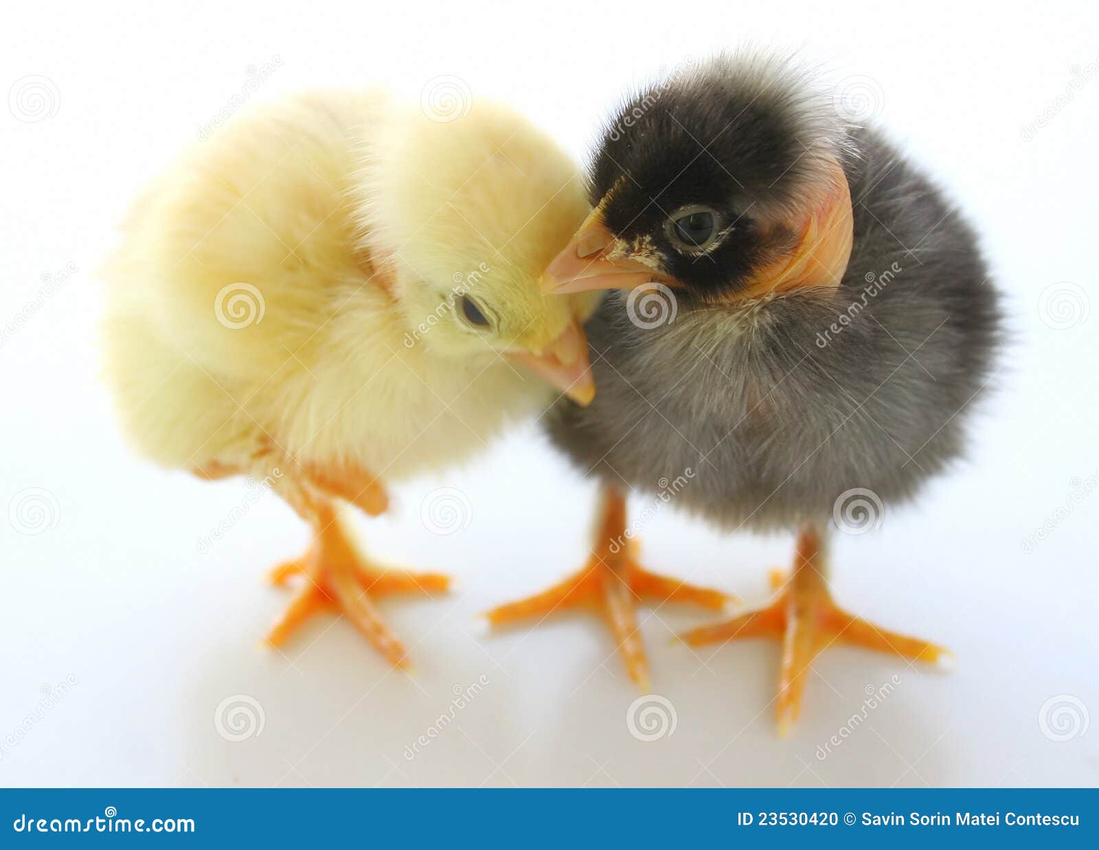 Two Little Easter Chickens stock photo. Image of angry - 23530420