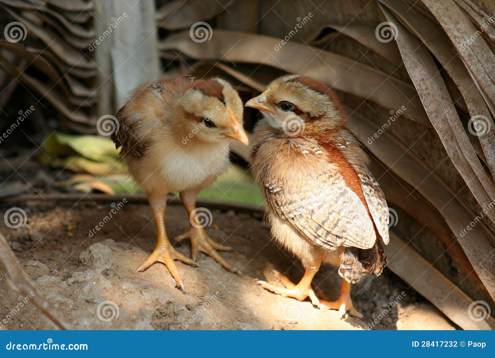 Two little chickens stock photo. Image of details, feather - 28417232