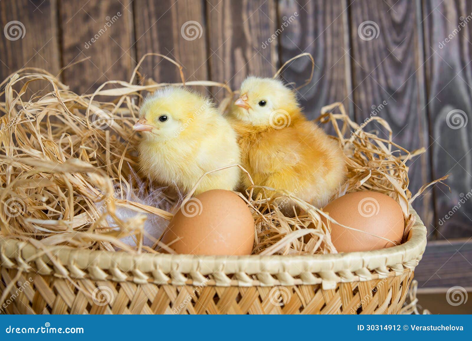 Two little chickens stock photo. Image of fluffy, newborn - 30314912