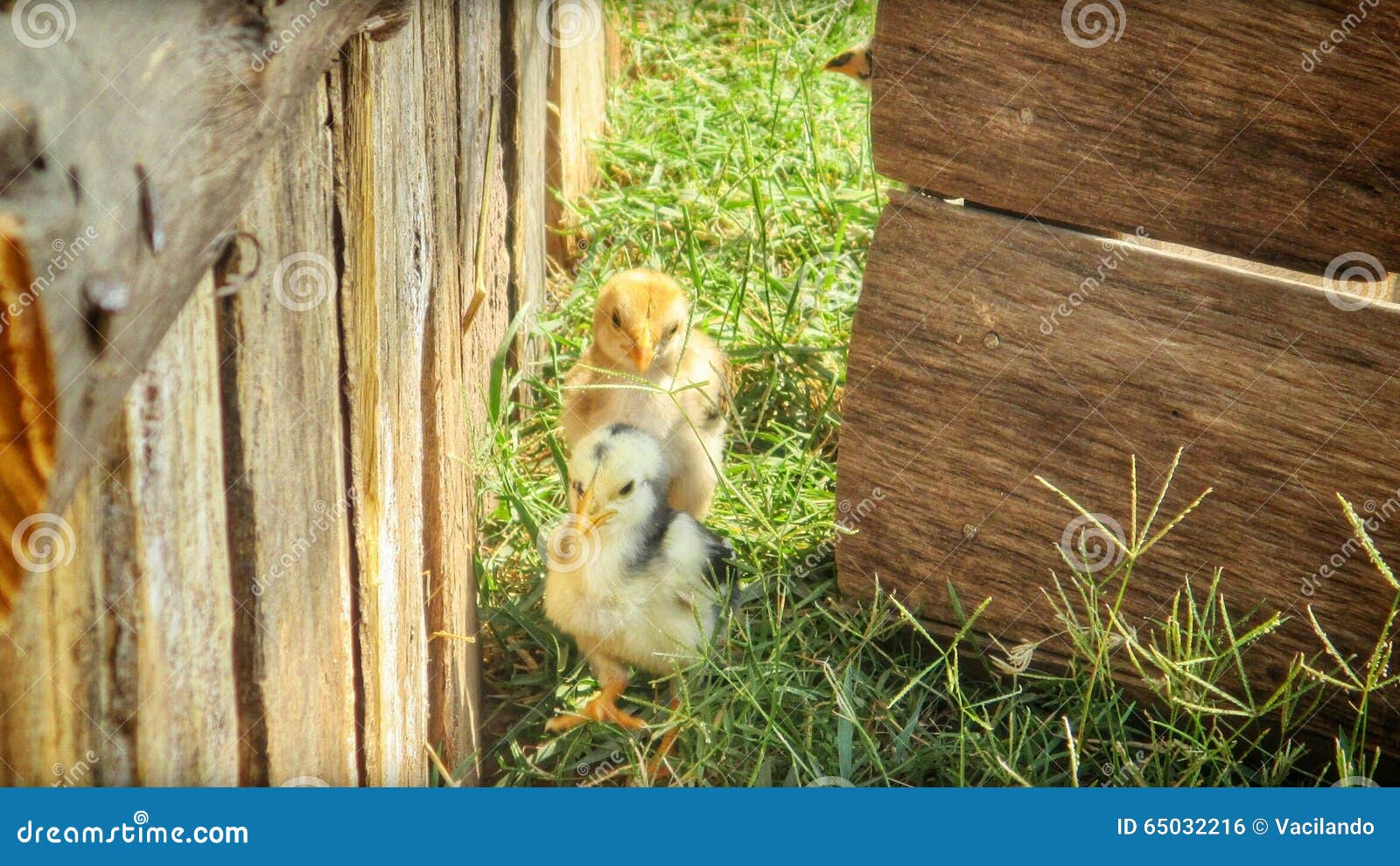 Two little chickens stock photo. Image of bird, funny - 65032216