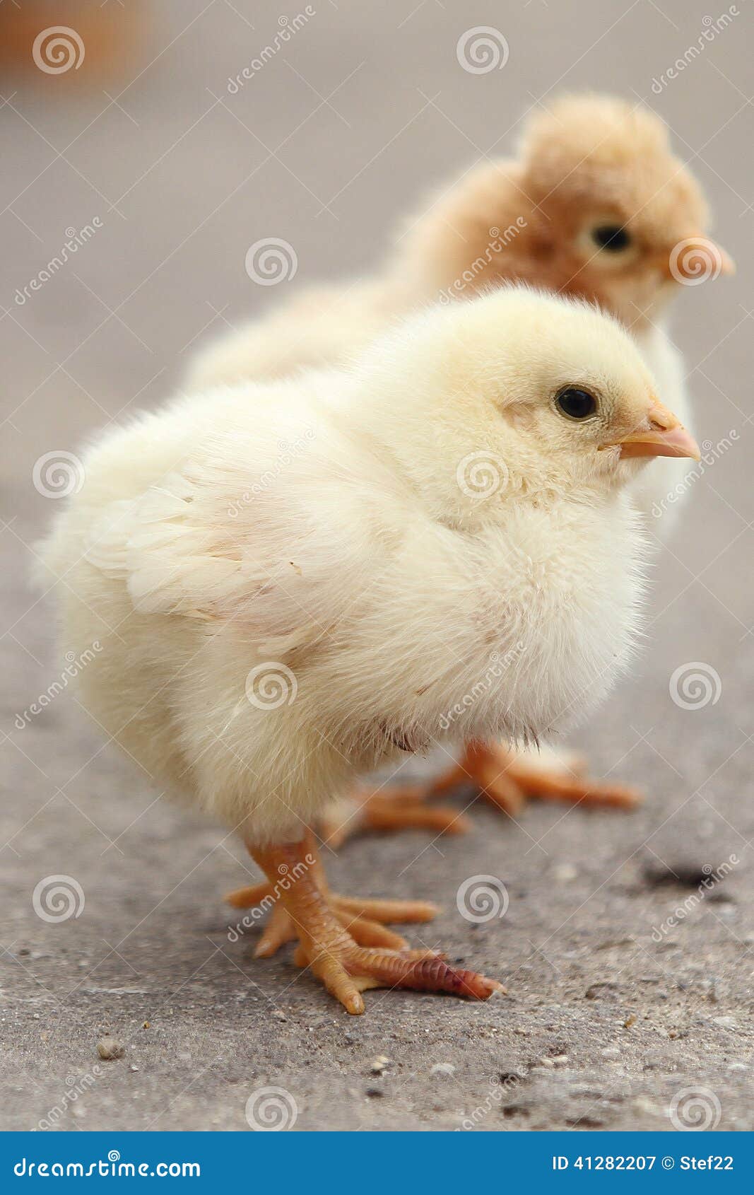 Two little chickens stock image. Image of rooster, baby - 41282207