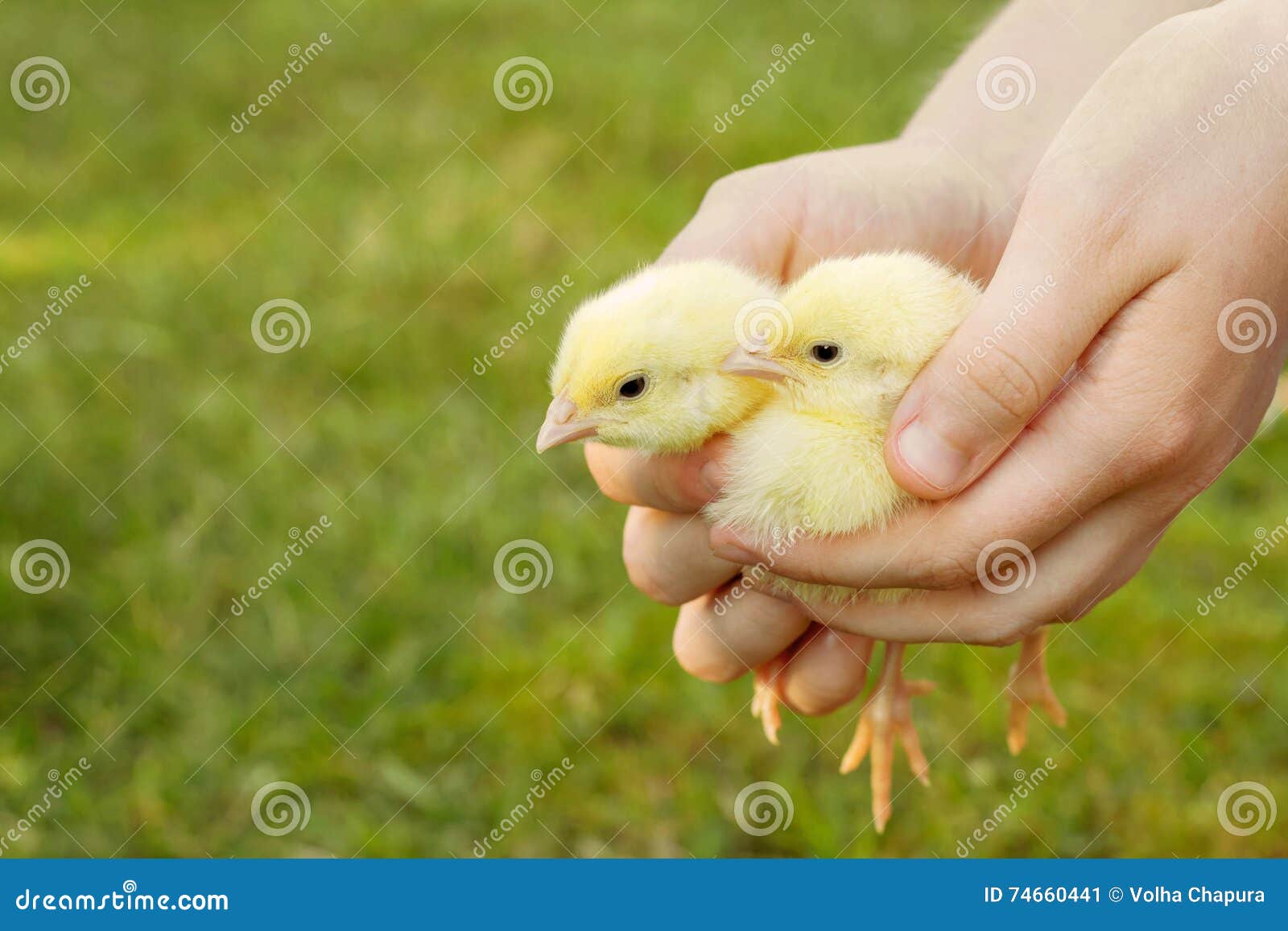 145 Two Chickens Hands Stock Photos - Free & Royalty-Free Stock Photos ...