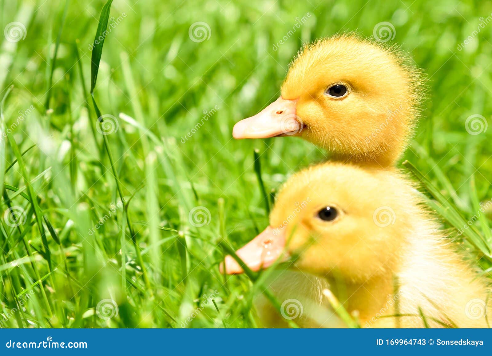 Two Little Cute Ducklings Stock Image | CartoonDealer.com #169964743