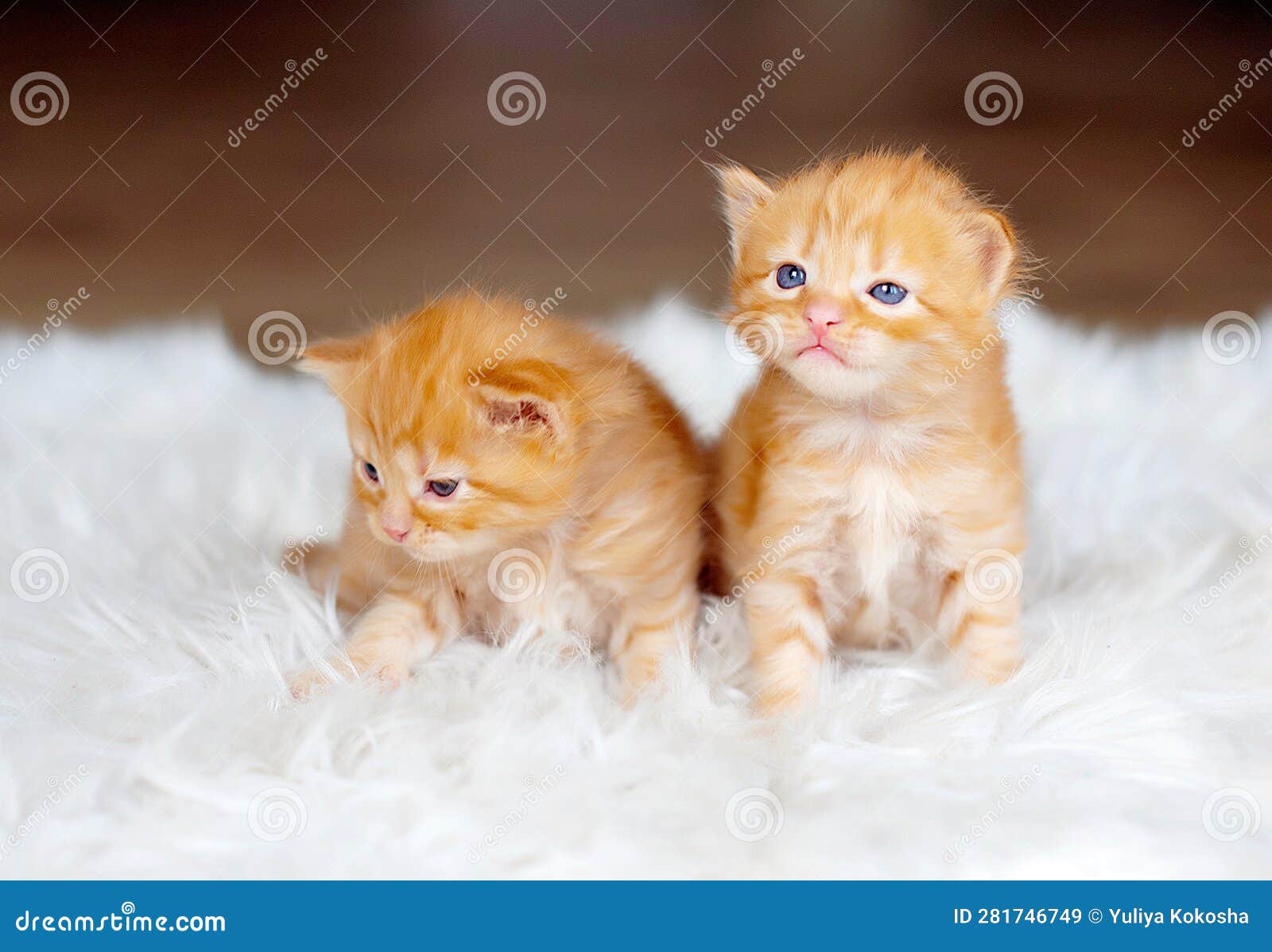 Two little ginger kittens stock image. Image of cozy - 281746749