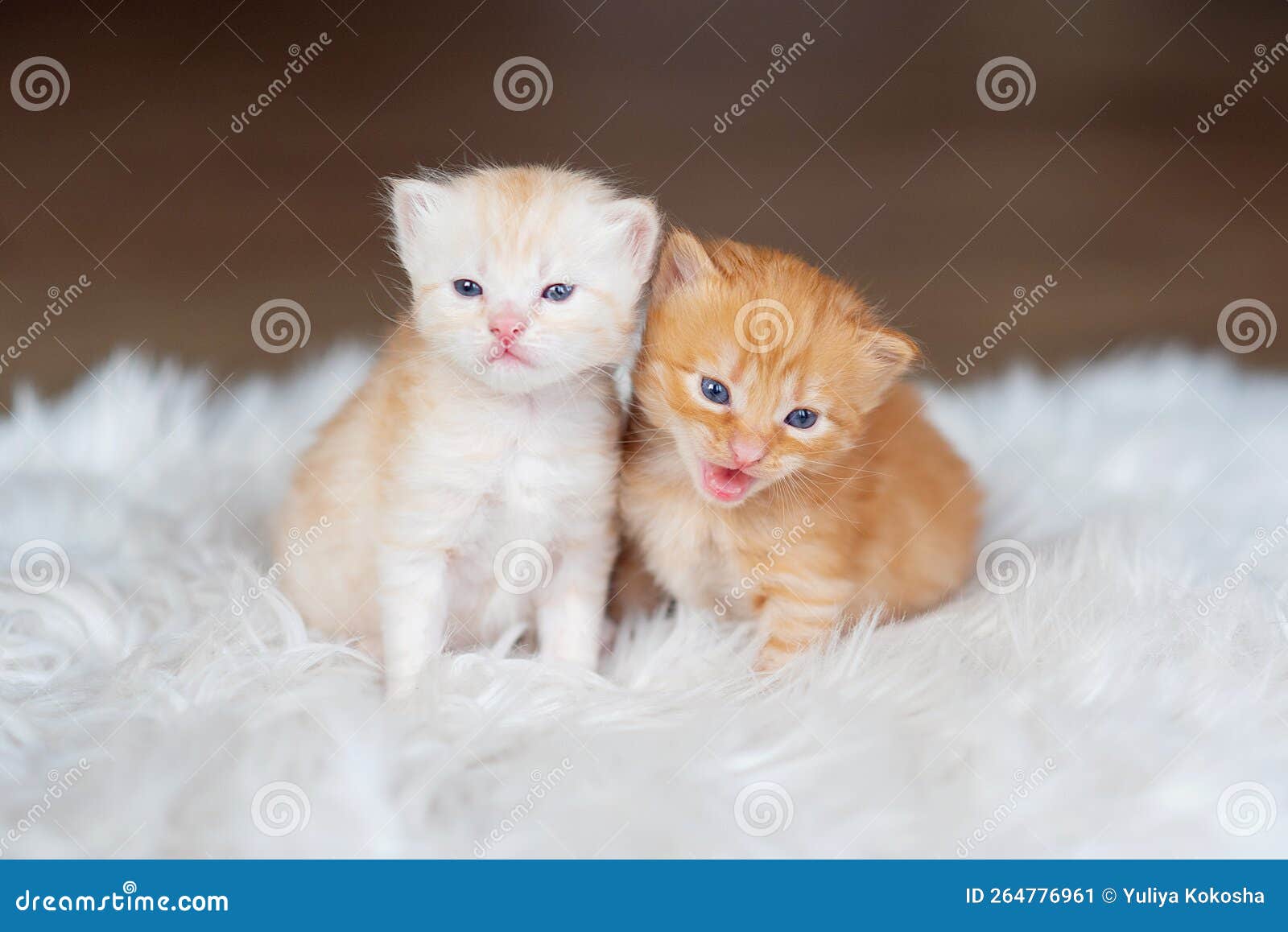 Two Little Cute Ginger Kittens. Two Cats are Hugging Pet Stock Image ...
