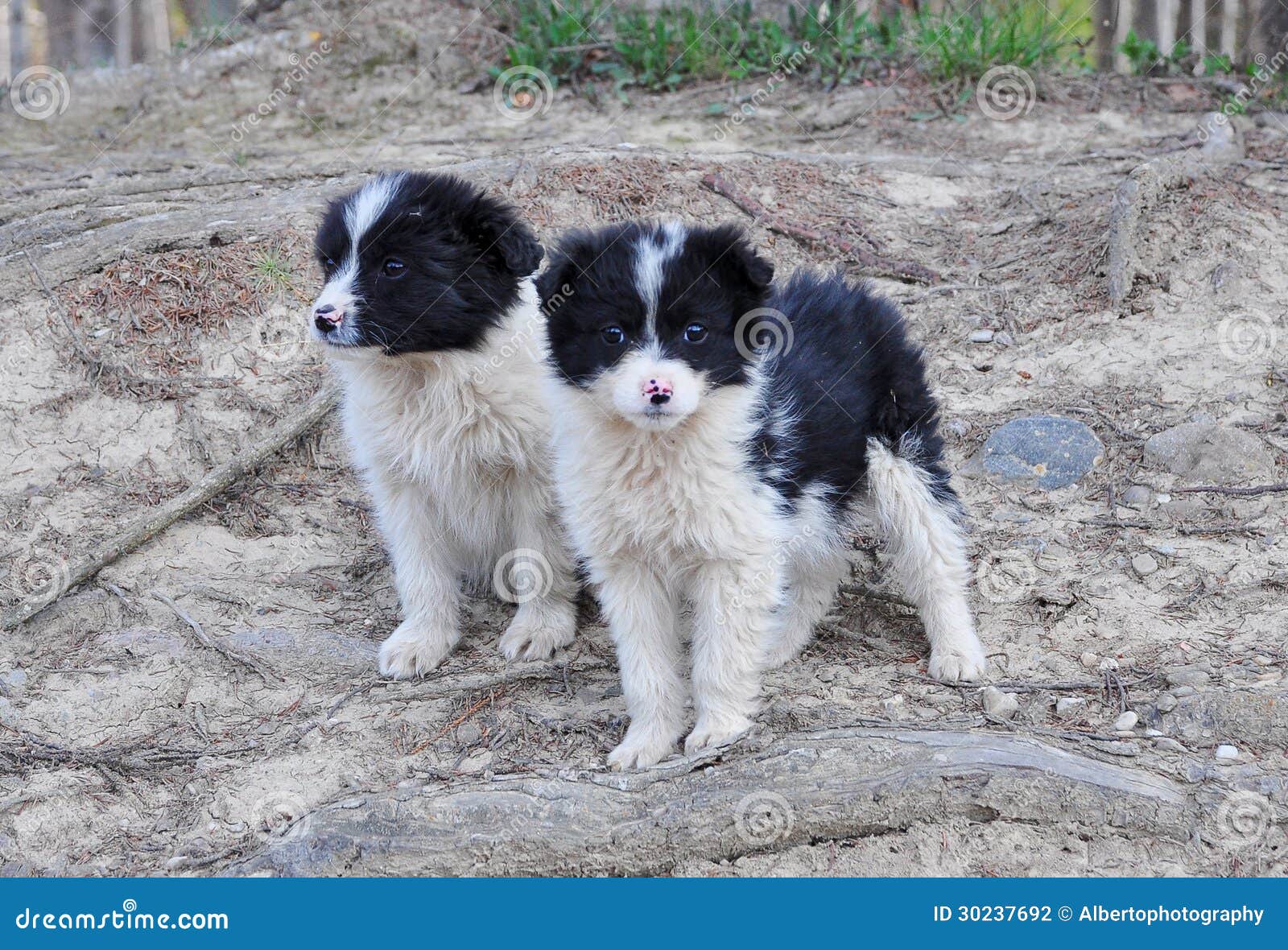 Puppies stock photo. Image of offspring, runts, cute - 30237692