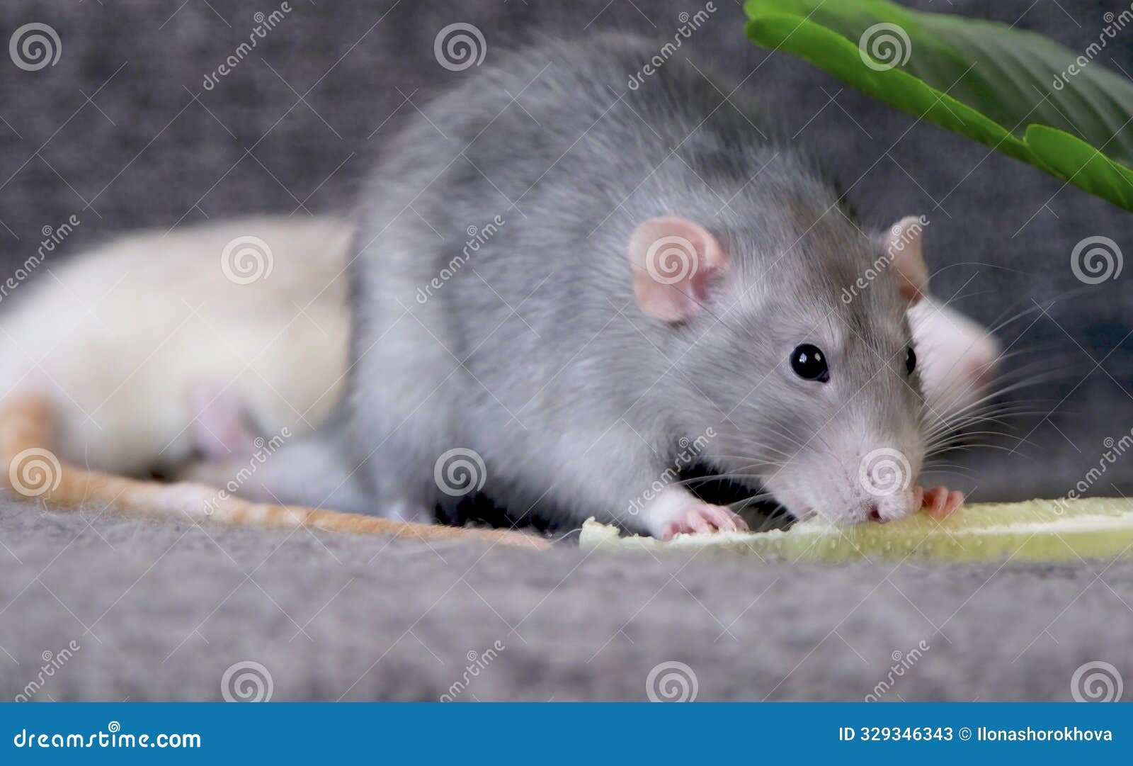 Two Little Cute Rats on Gray Couch Stock Image - Image of mouse ...