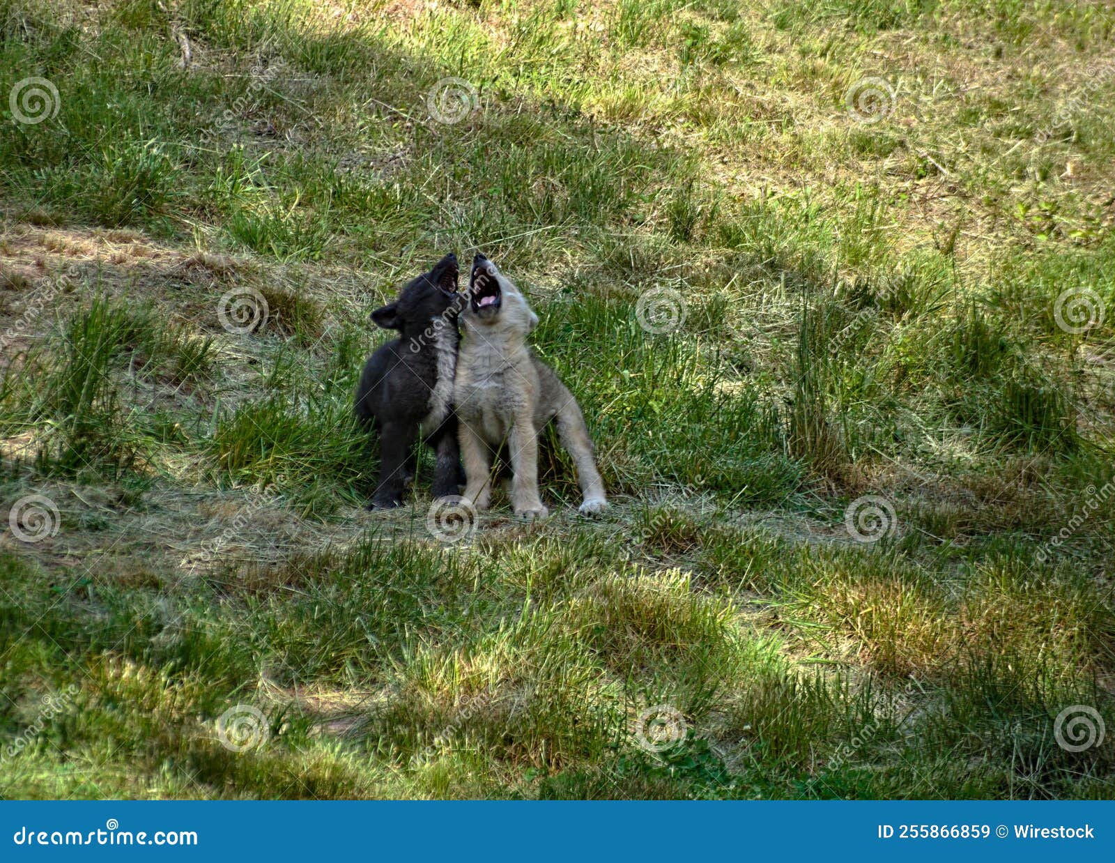 Little Cute Wolf Cubs in a Zoo Stock Image - Image of cute, wolf: 255866859