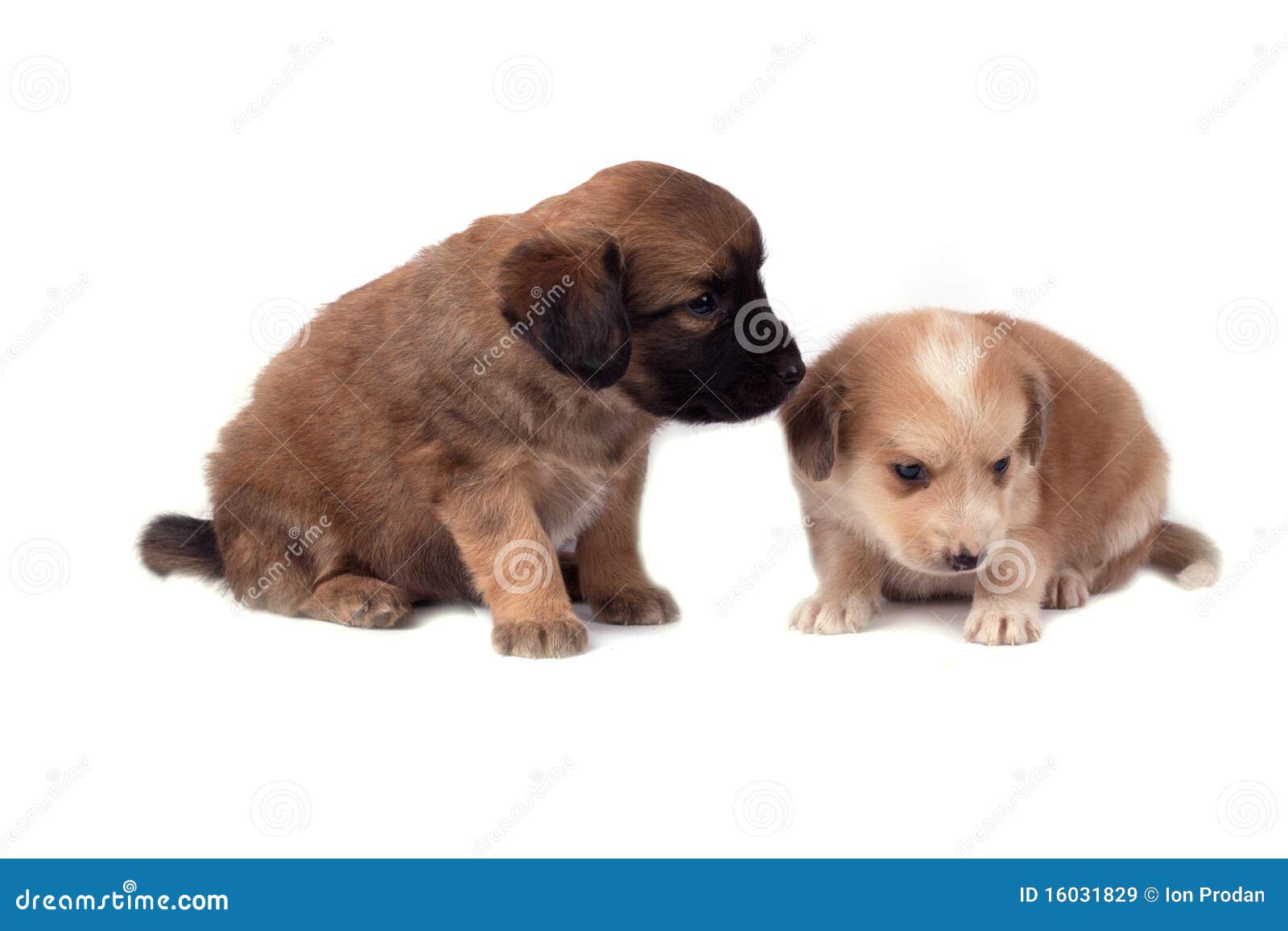 Two little dogs stock image. Image of isolated, puppy - 16031829