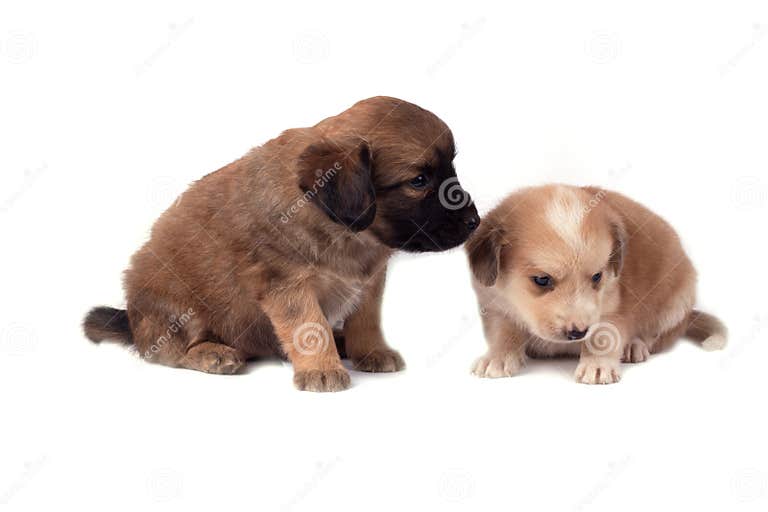 Two little dogs stock image. Image of isolated, puppy - 16031829